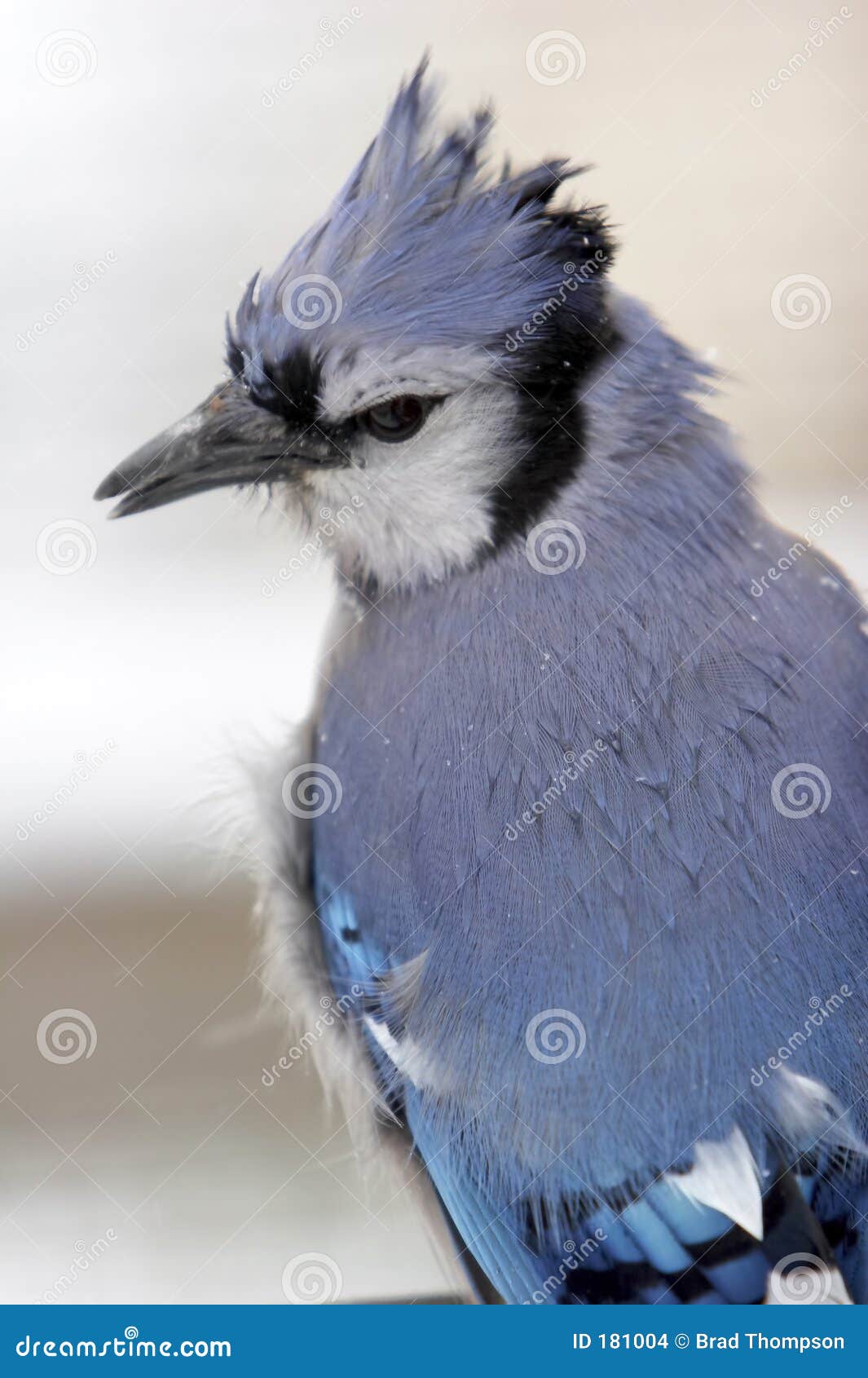 Blue Jay Closeup stock photo. Image of crest, beautiful - 181004