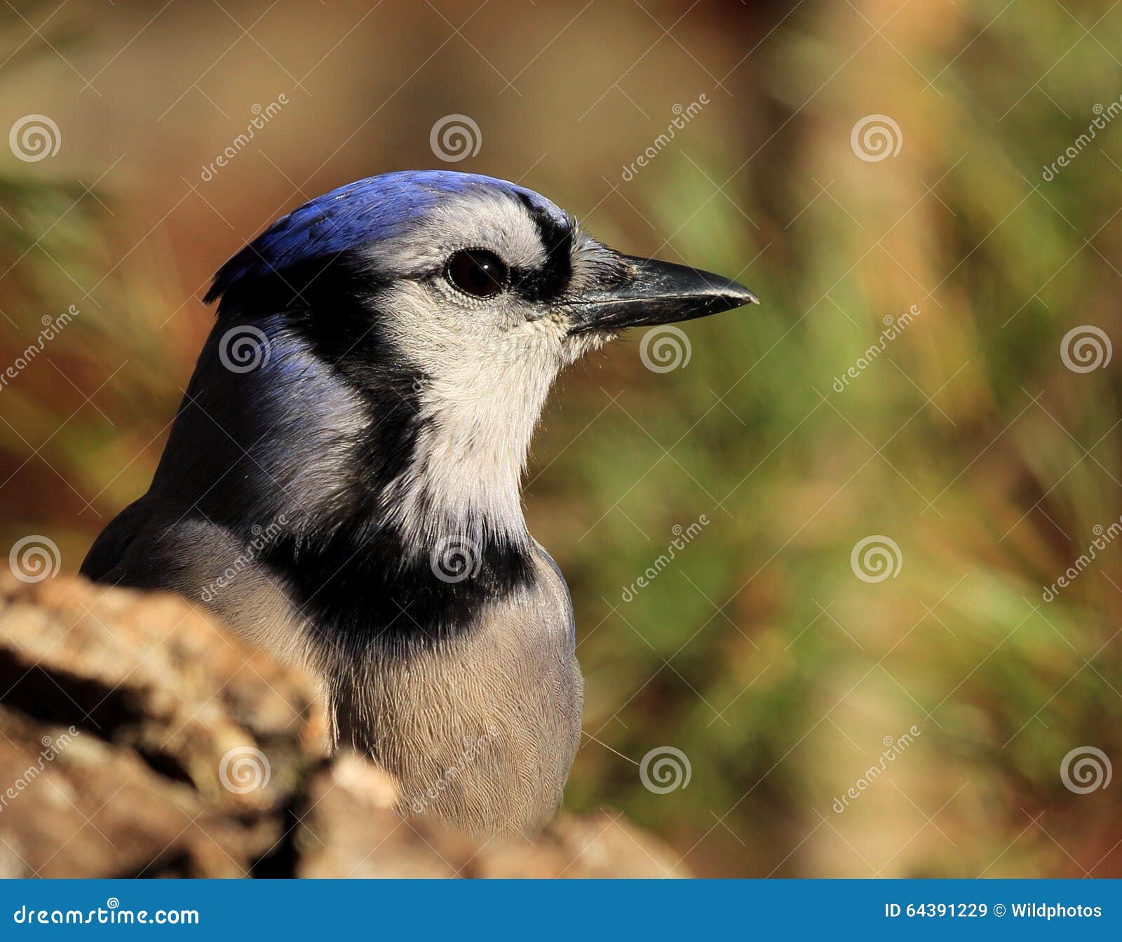 Blue Jay stock image. Image of grey, biodiversity, close - 64391229
