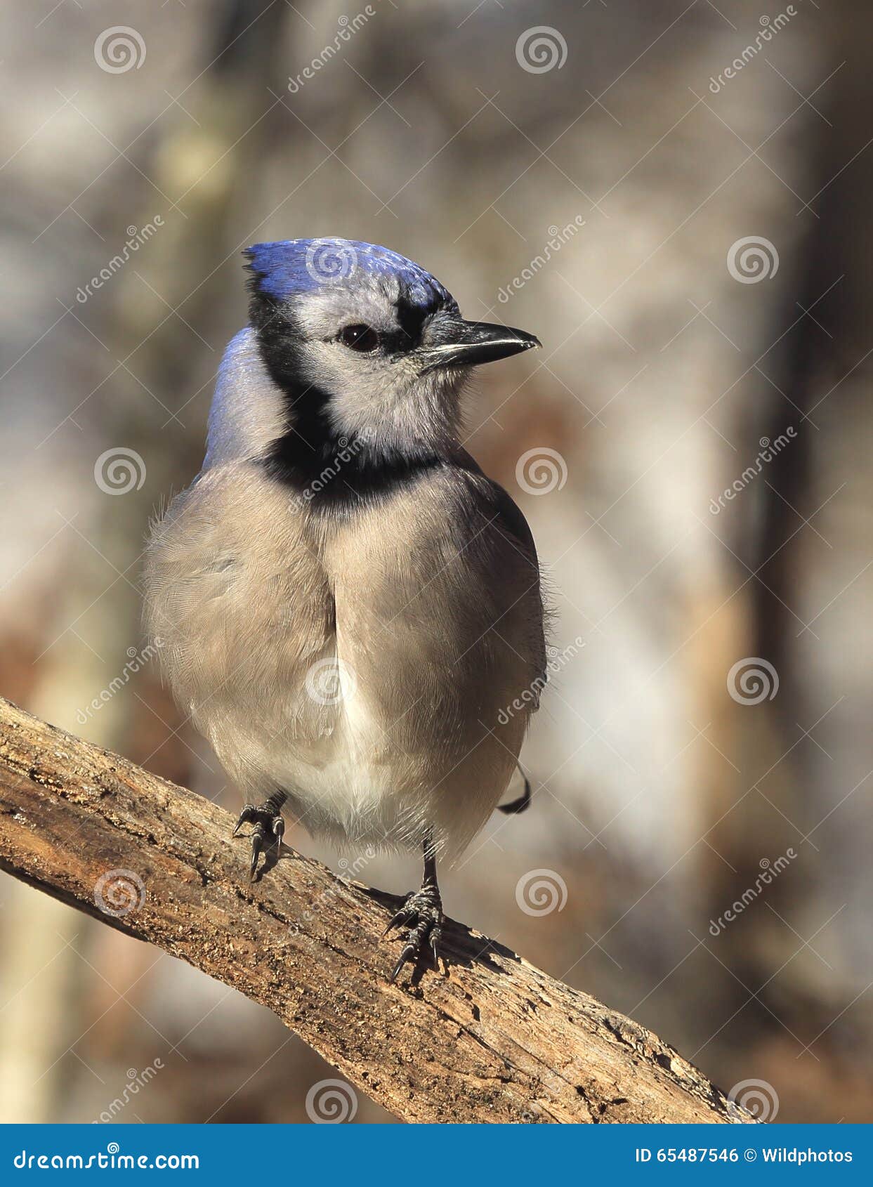 Blue Jay stock photo. Image of avian, cristata, nature - 65487546