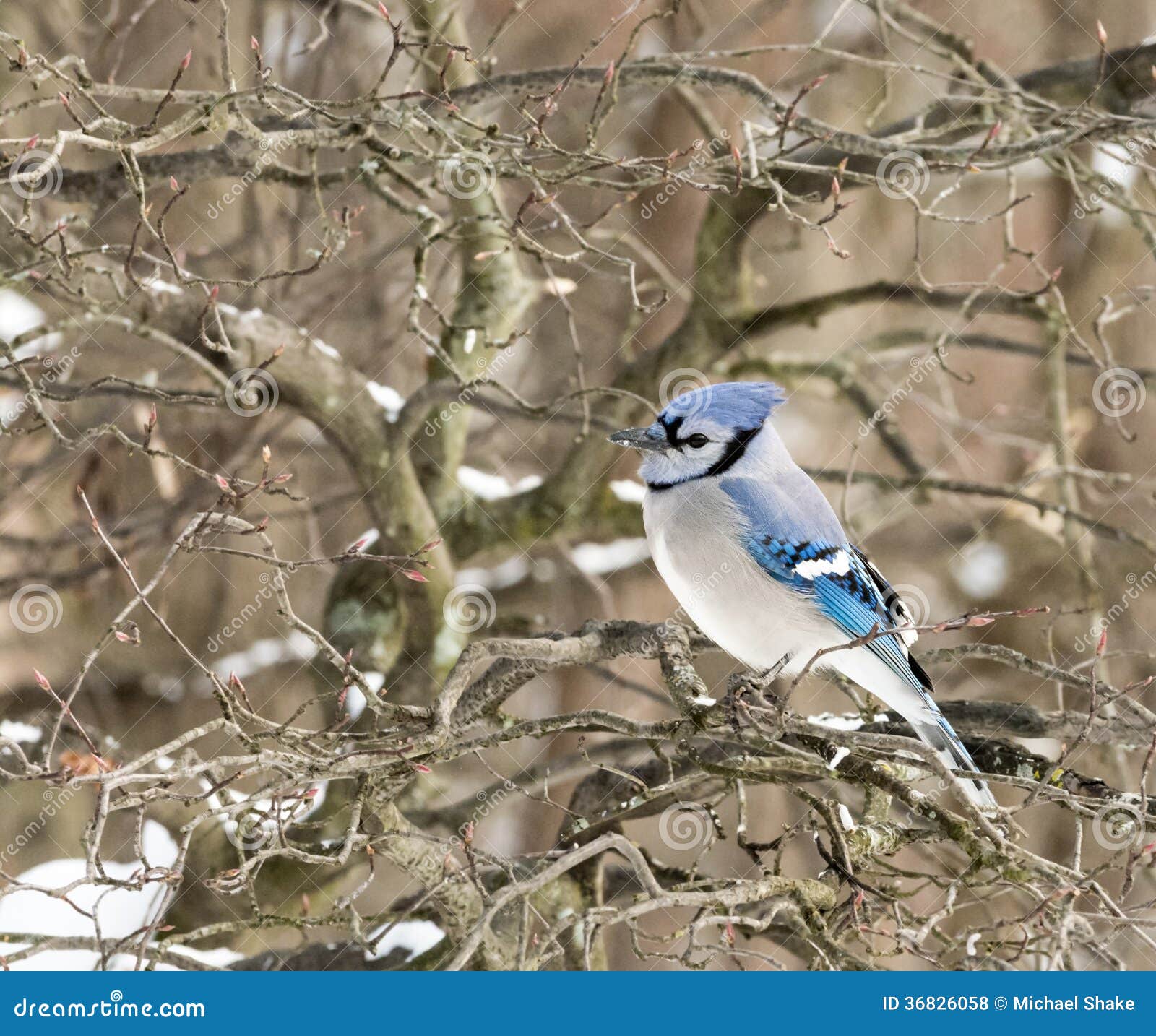 Blue Jay stock photo. Image of close, blue, bird, winter - 36826058