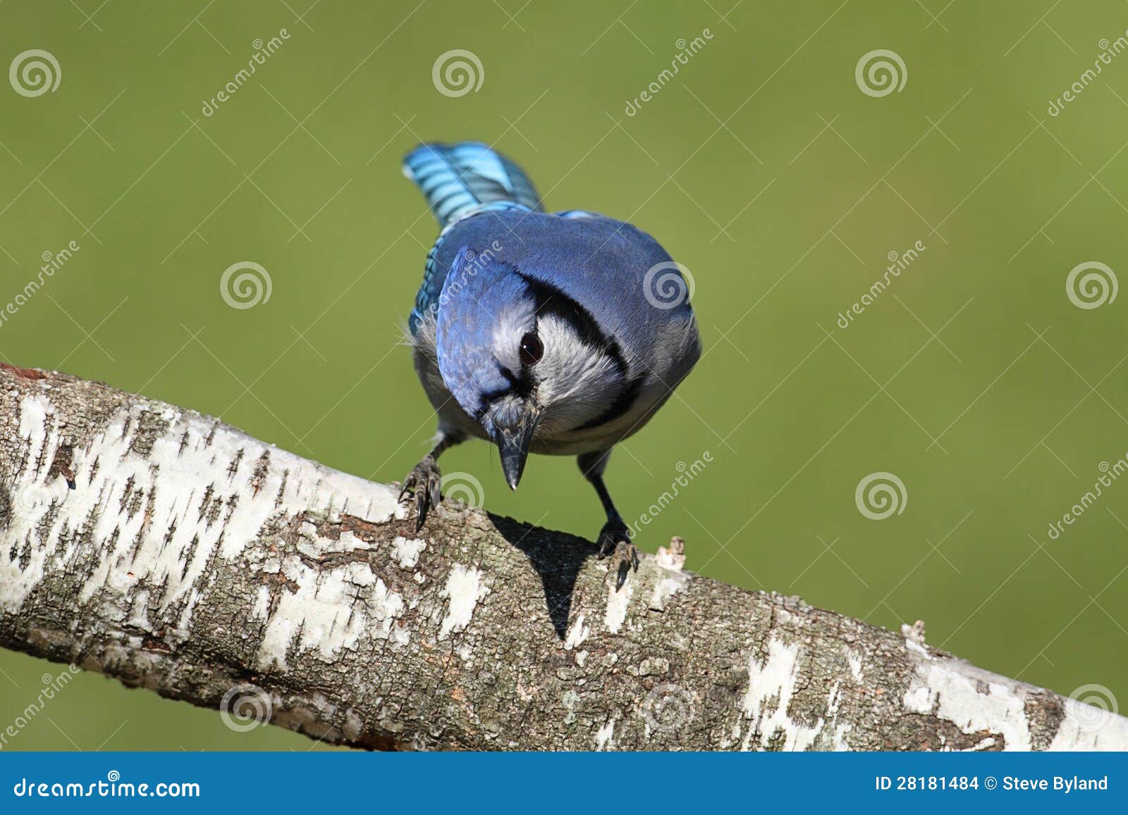 Blue Jay (corvid Cyanocitta) Stock Photo - Image of blue, corvid: 28181484