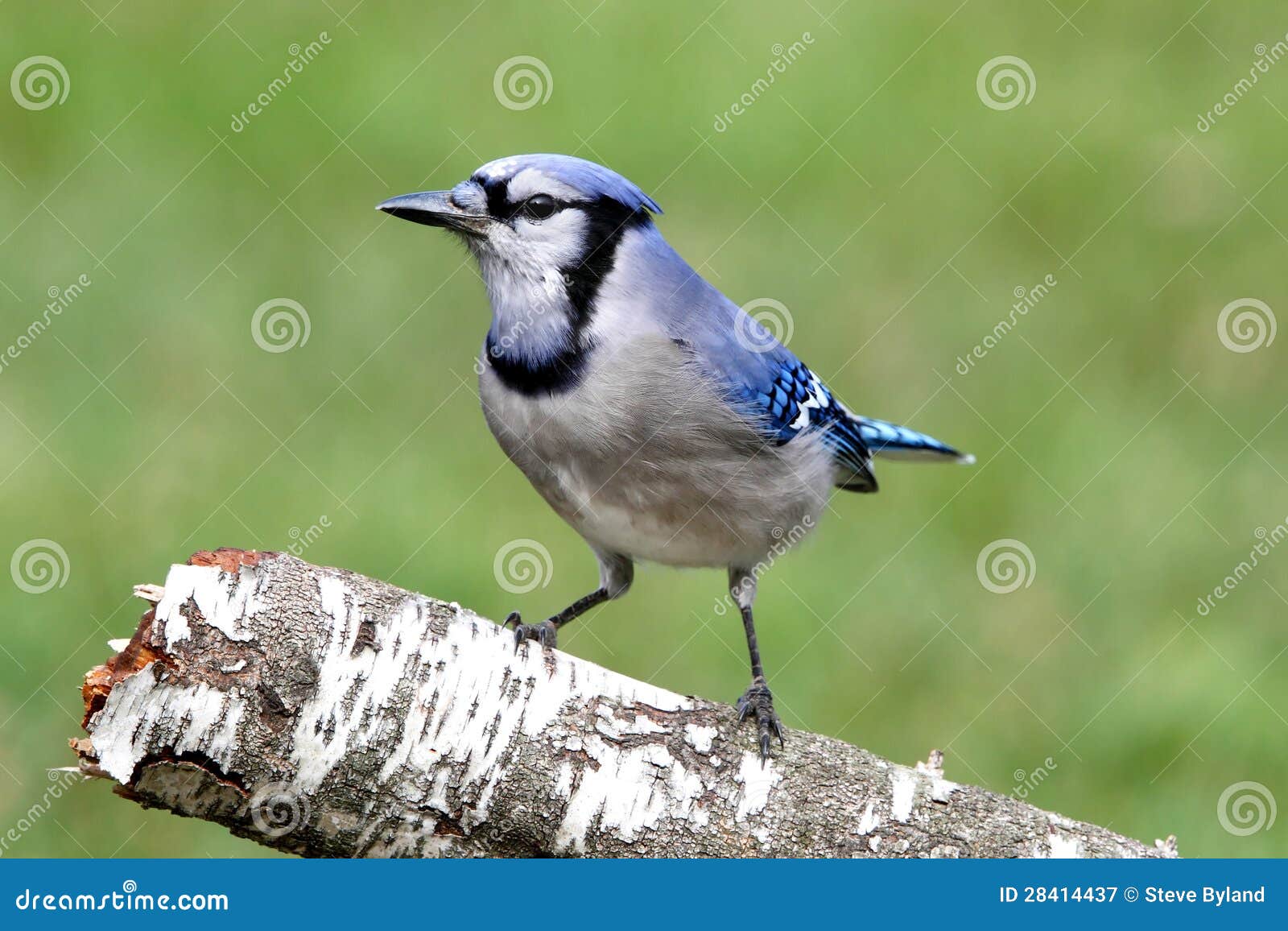 Blue Jay (corvid Cyanocitta) Stock Image - Image of animal, wildlife ...