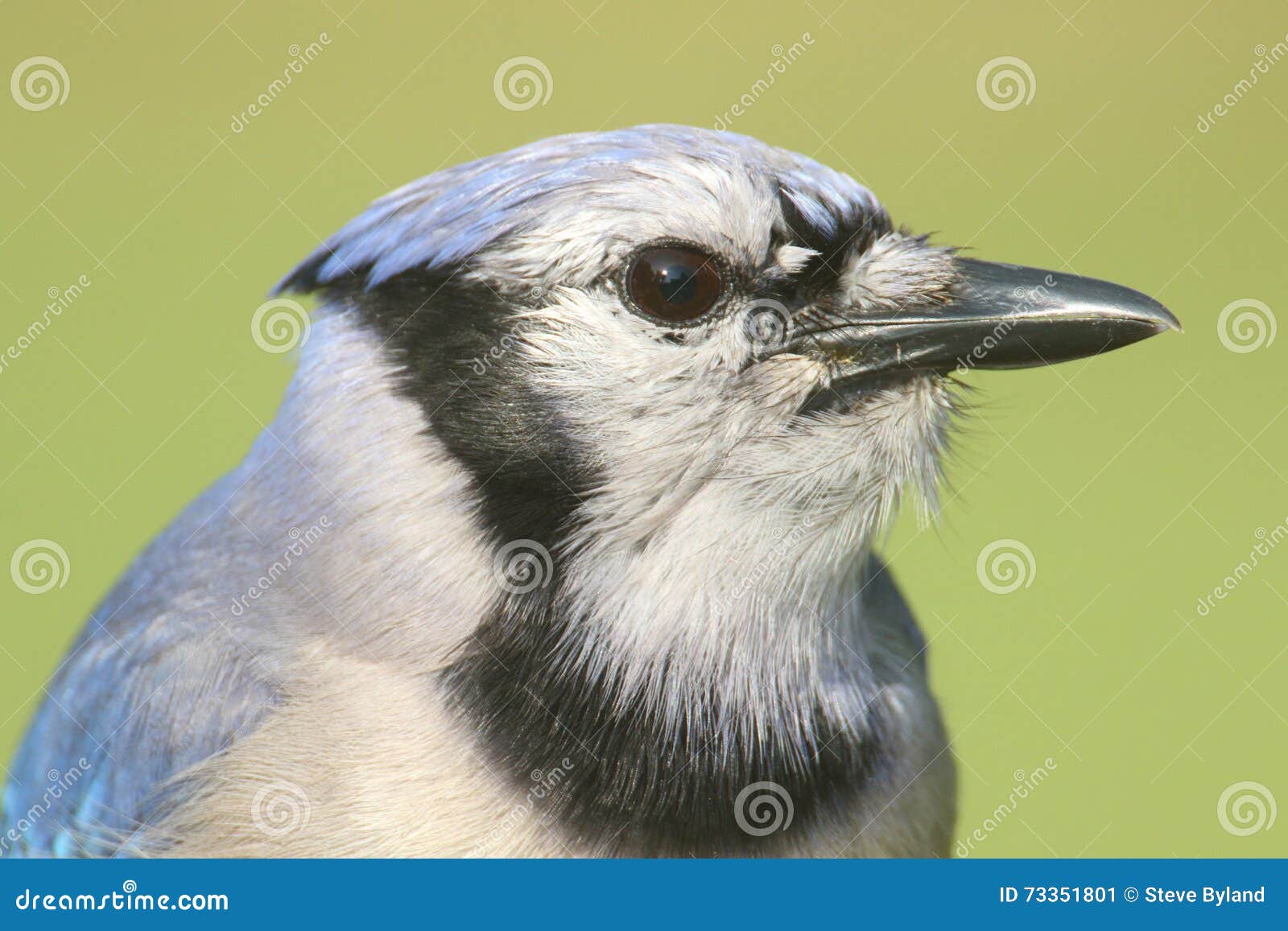 Blue Jay (corvid Cyanocitta) Stock Image - Image of corvidcyanocitta ...