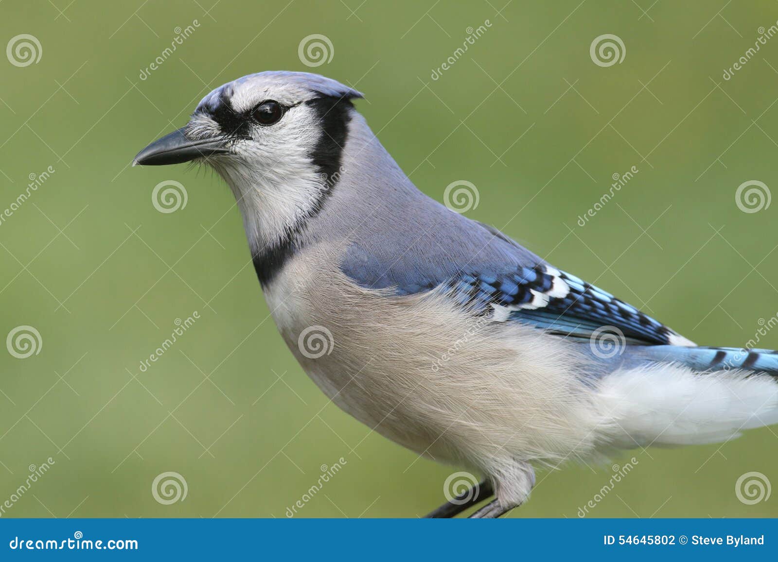 Blue Jay (corvid Cyanocitta) Stock Photo - Image of blue, avian: 54645802