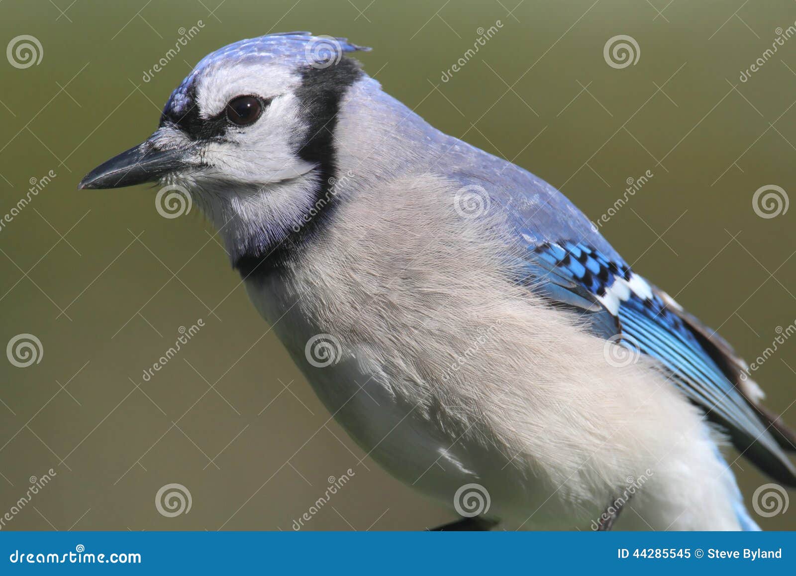 Blue Jay (corvid Cyanocitta) Stock Image - Image of songbird, blue ...