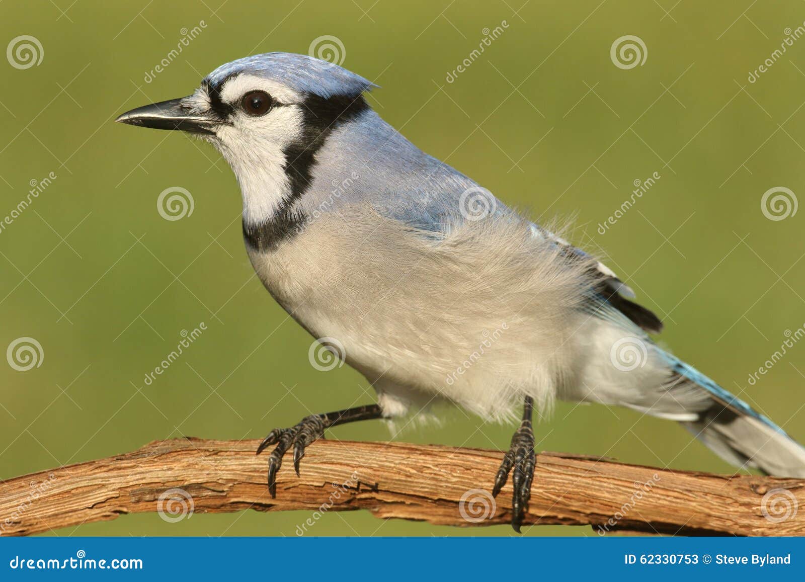 Blue Jay (corvid Cyanocitta) Stock Image - Image of feathers, bird ...