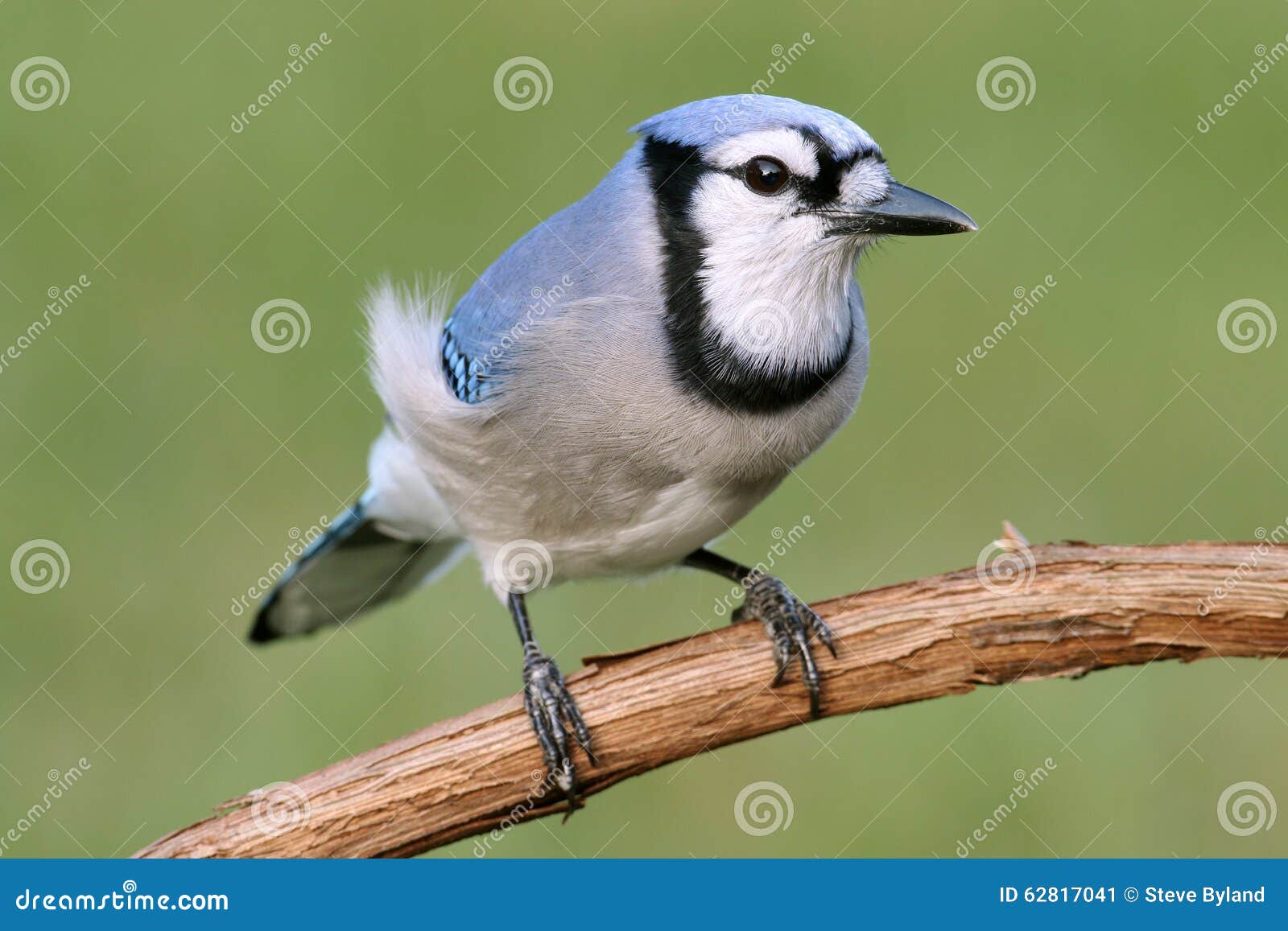 Blue Jay (corvid Cyanocitta) Stock Image - Image of fauna, cyanocitta ...