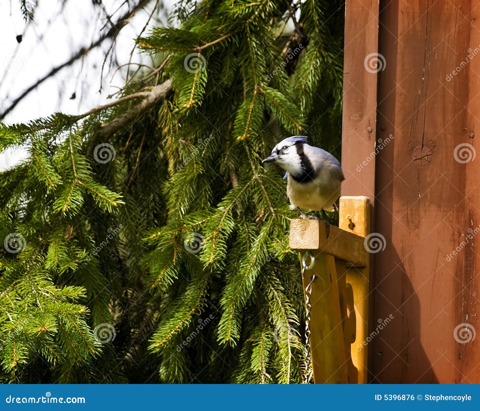 Brid Watching Stock Photos - Free & Royalty-Free Stock Photos from ...