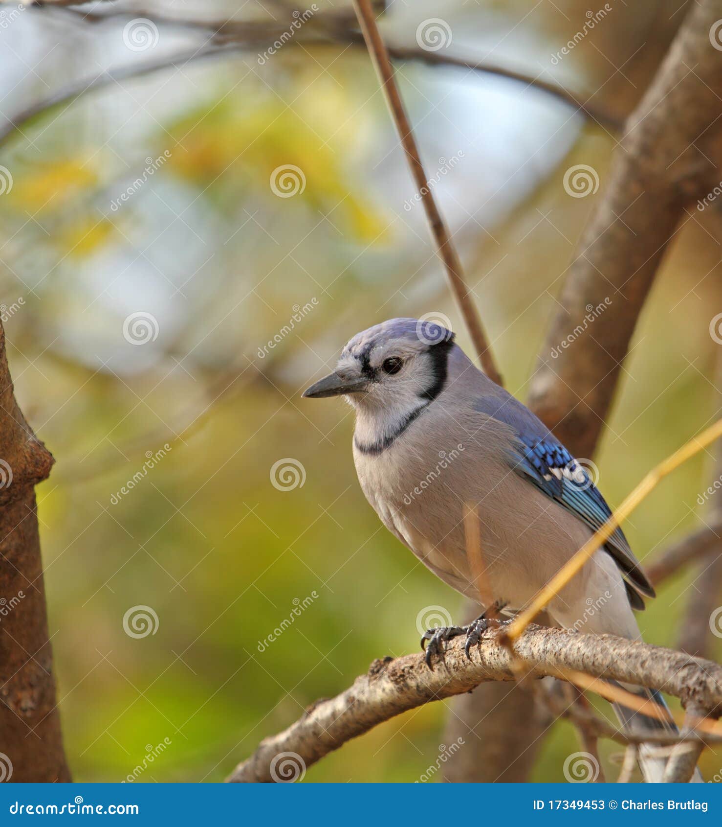 Blue Jay, Cyanocitta Cristata Stock Image - Image of ornithology, bill ...