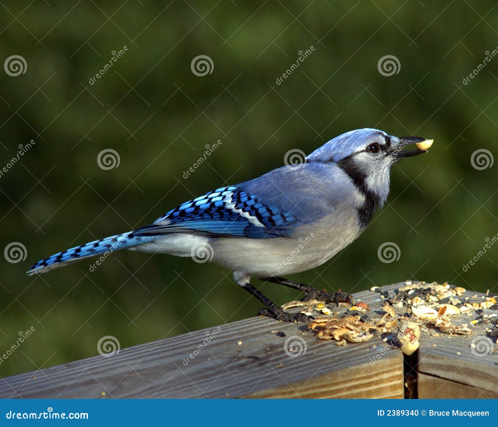 Blue Jay (Cyanocitta Cristata) Stock Photo - Image of nature, woods ...