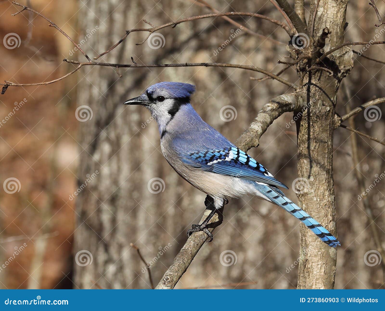 Blue Jay, Cyanocitta Cristata Stock Image - Image of bird, avian: 273860903