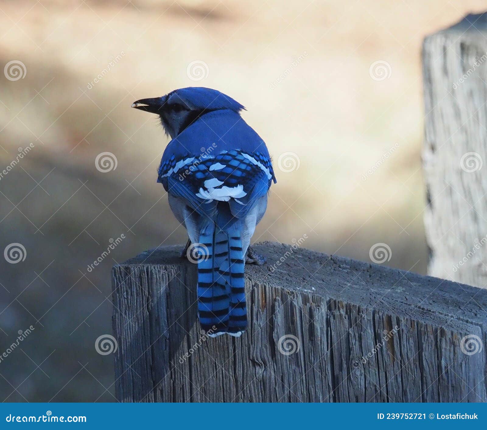 Blue Jay or Cyanocitta Cristata with Seed in Its Mouth Stock Image ...
