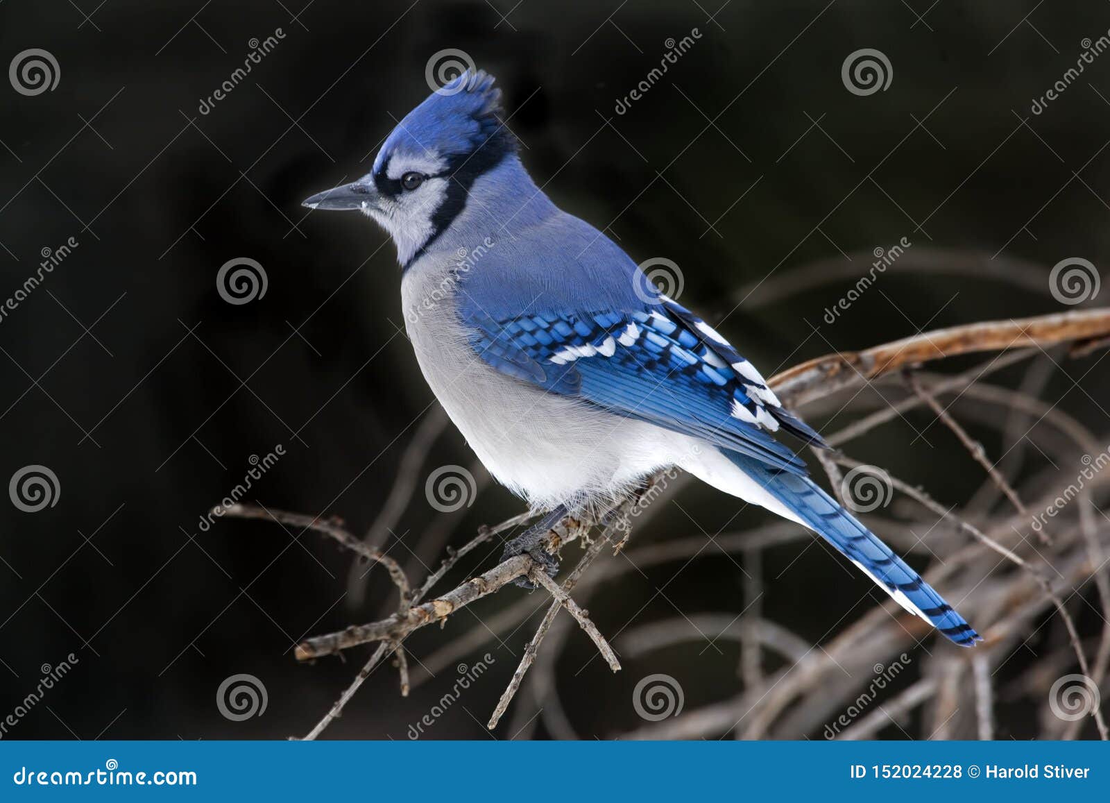 Blue Jay, Cyanocitta Cristata, Side View Stock Photo - Image of song ...