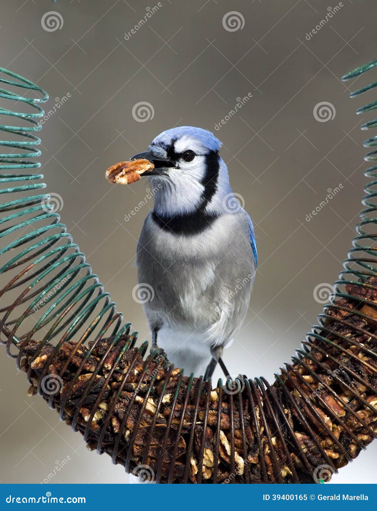 Blue Jay (Cyanocitta Cristata) Stock Image - Image of fields, eating ...