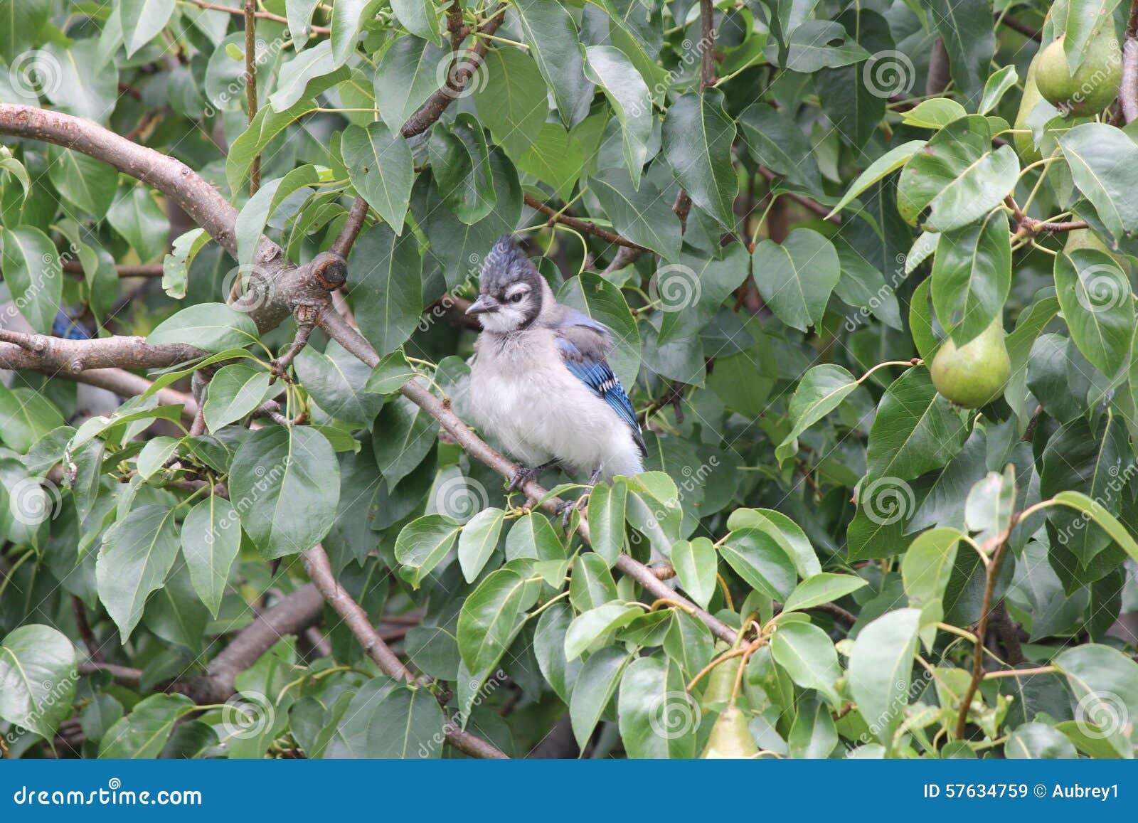 Blue Jay (Cyanocitta Cristata) on Tree Branch Stock Image - Image of ...