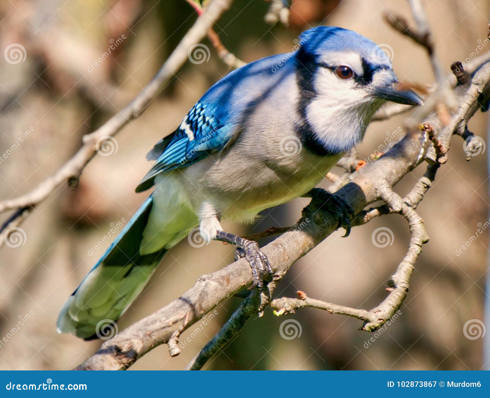 Blue Jay stock image. Image of bird, habitat, branch - 102873867
