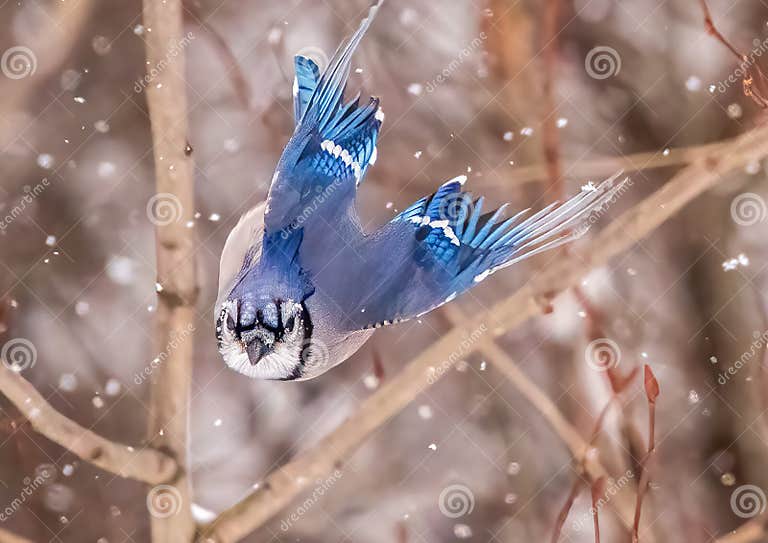 Blue jay diving stock image. Image of diving, spring - 266706415