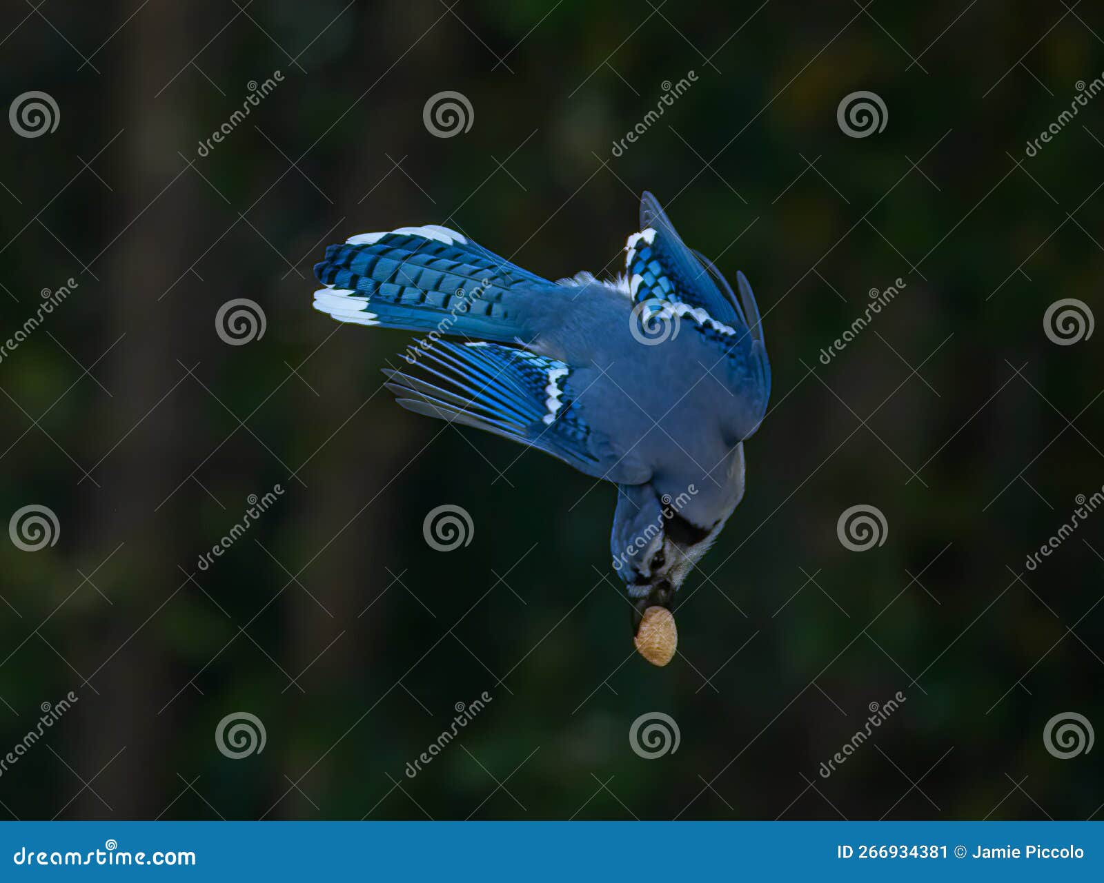 Blue jay diving stock image. Image of blue, animal, green - 266934381