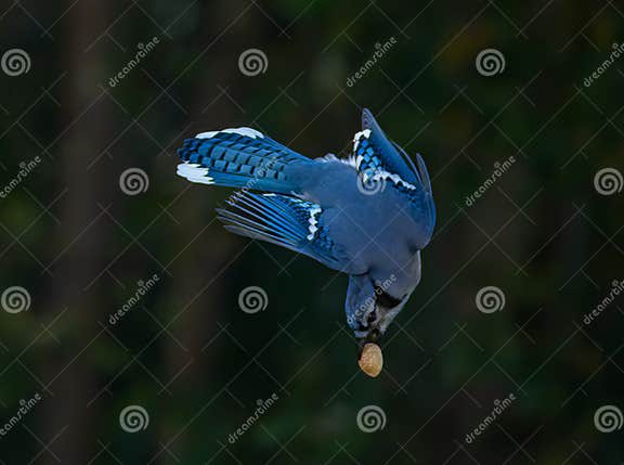 Blue jay diving stock image. Image of blue, animal, green - 266934381