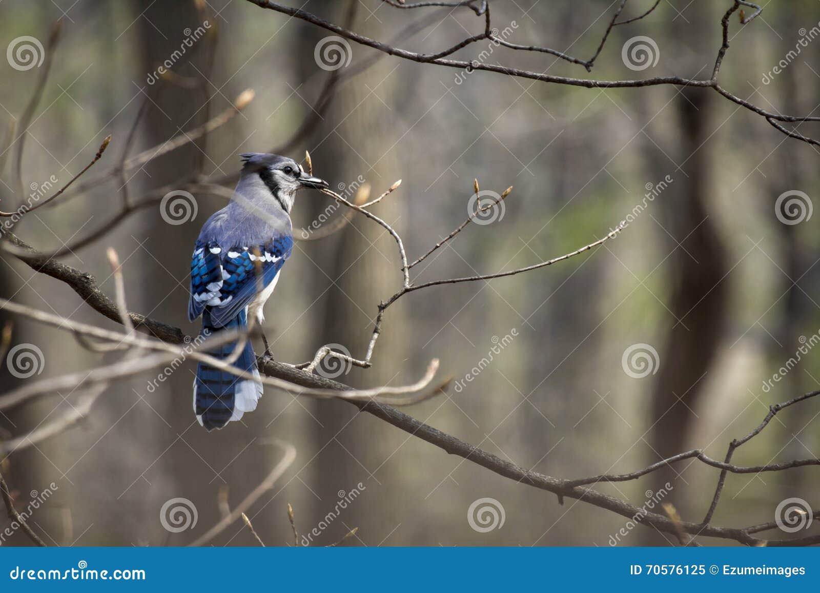 Blue Jay Early Spring stock image. Image of nature, crowned - 70576125