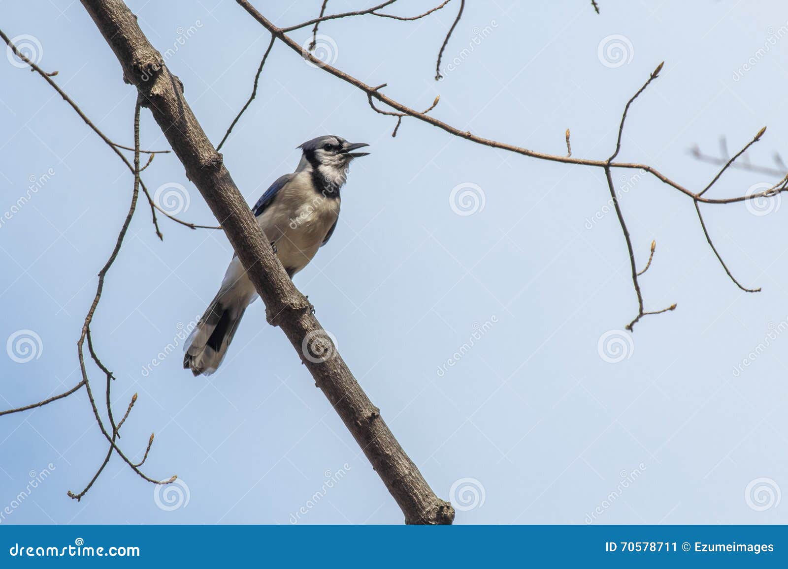 Blue Jay Early Spring stock image. Image of crowned, beak - 70578711