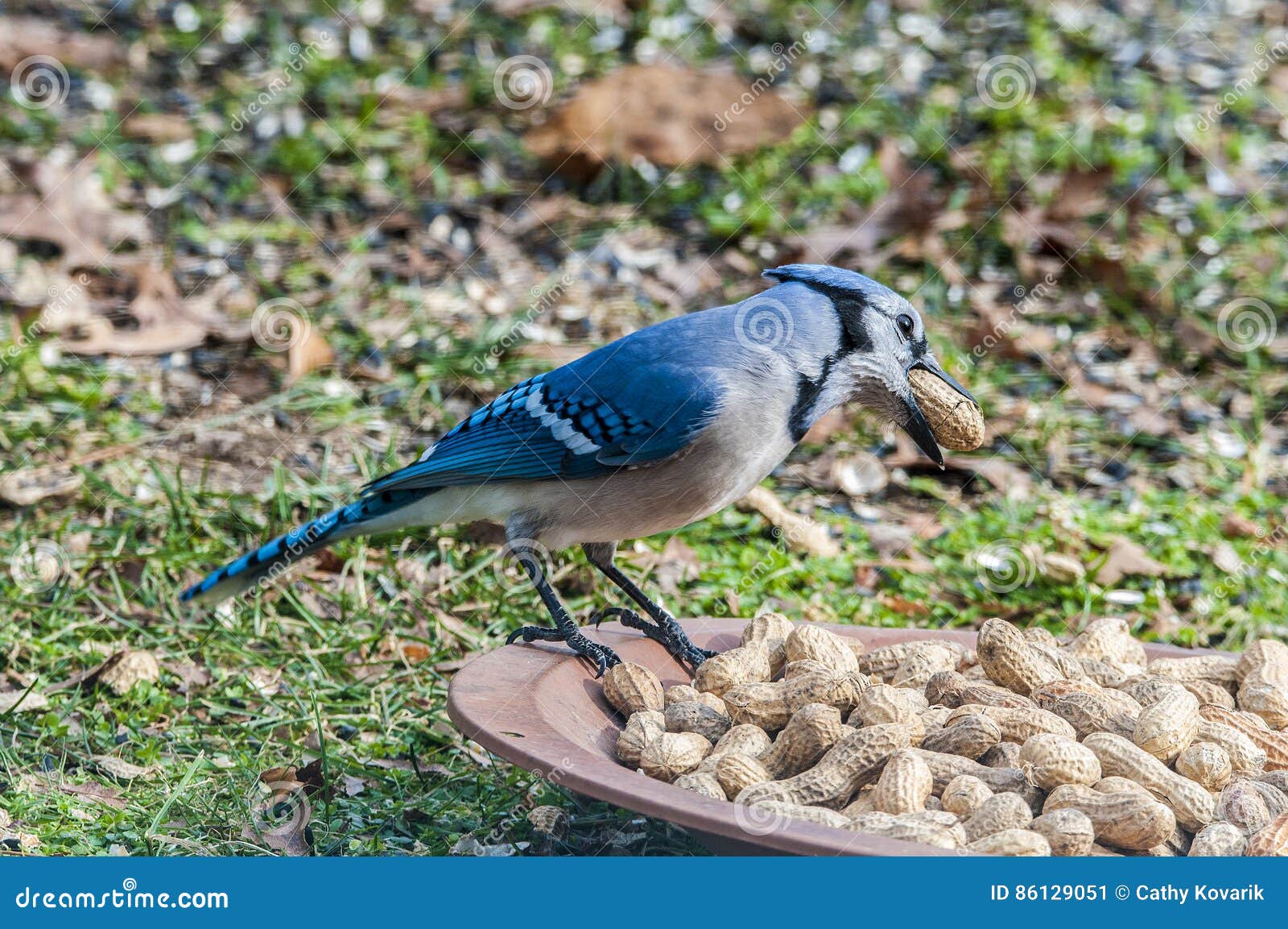 Blue Jay Eating Peanuts stock image. Image of shells - 86129051