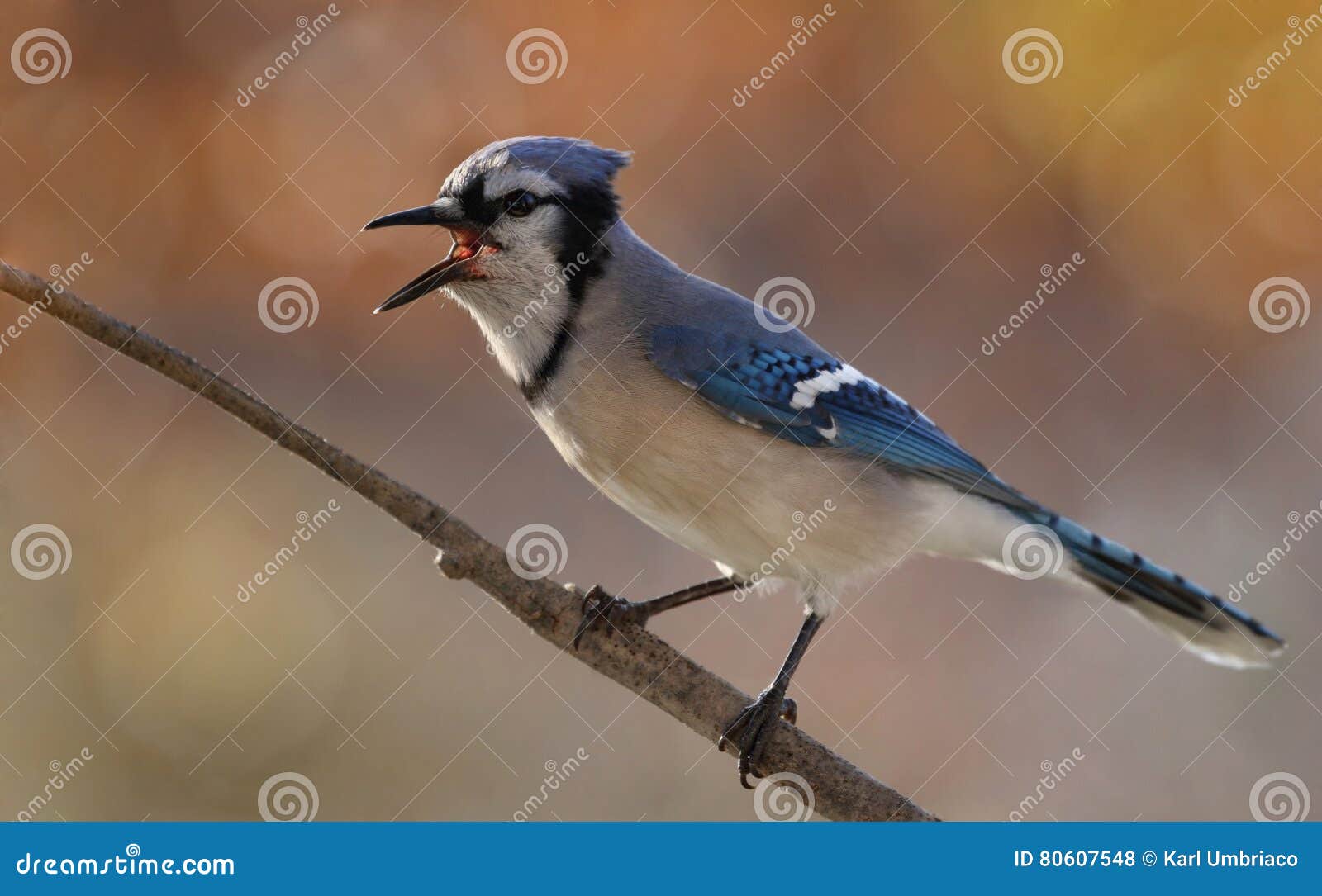 Blue jay during fall stock photo. Image of nature, bird - 80607548