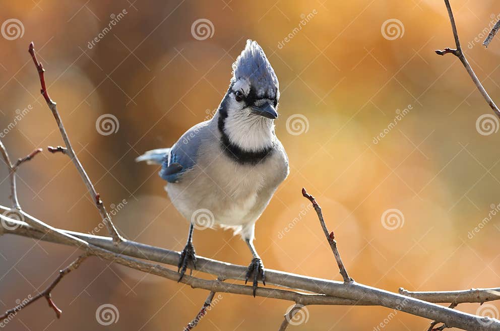 Blue jay in fall stock image. Image of blue, beauty, branch - 81383505