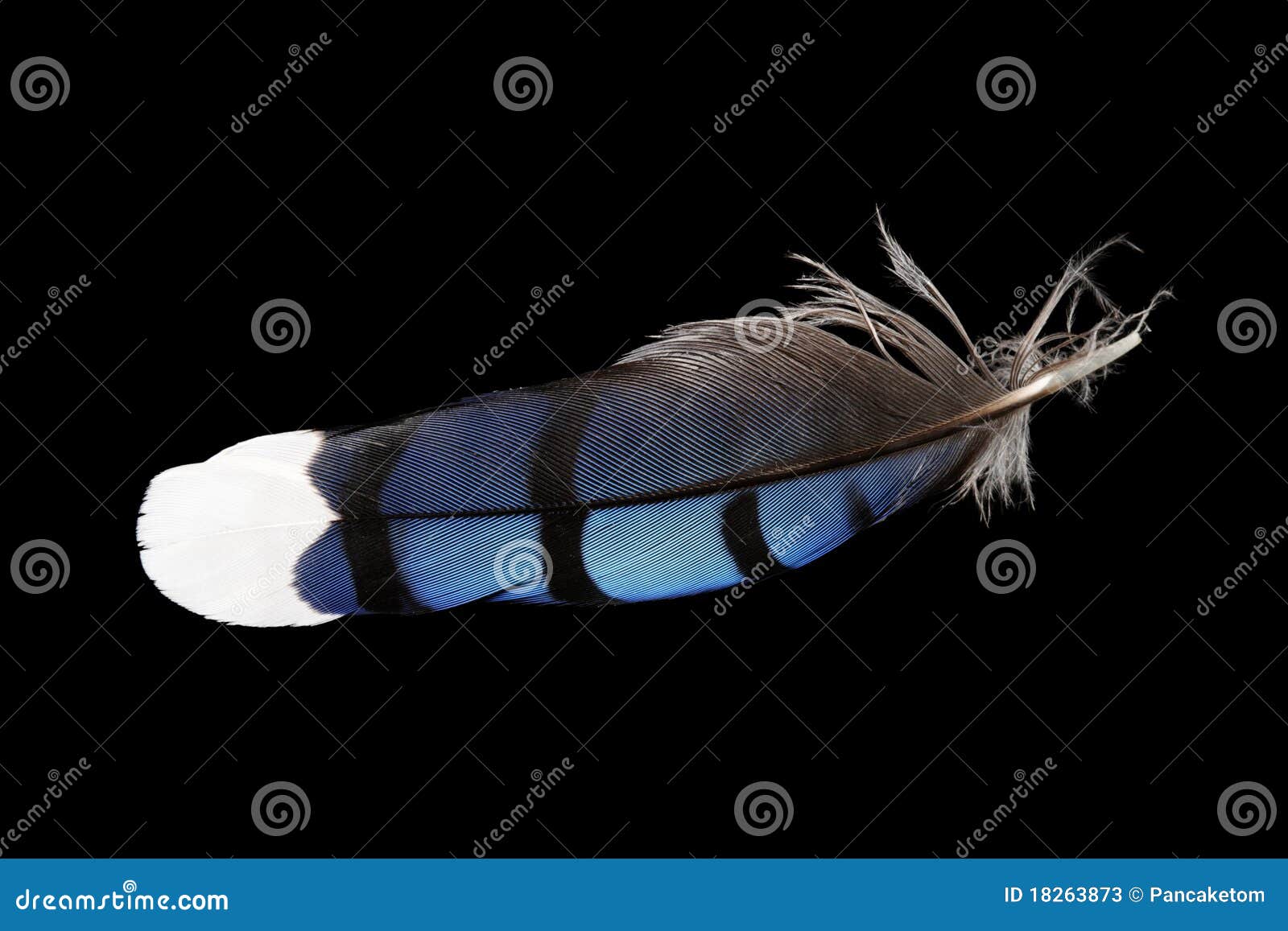 Blue jay feather stock image. Image of iridescent, barred - 18263873