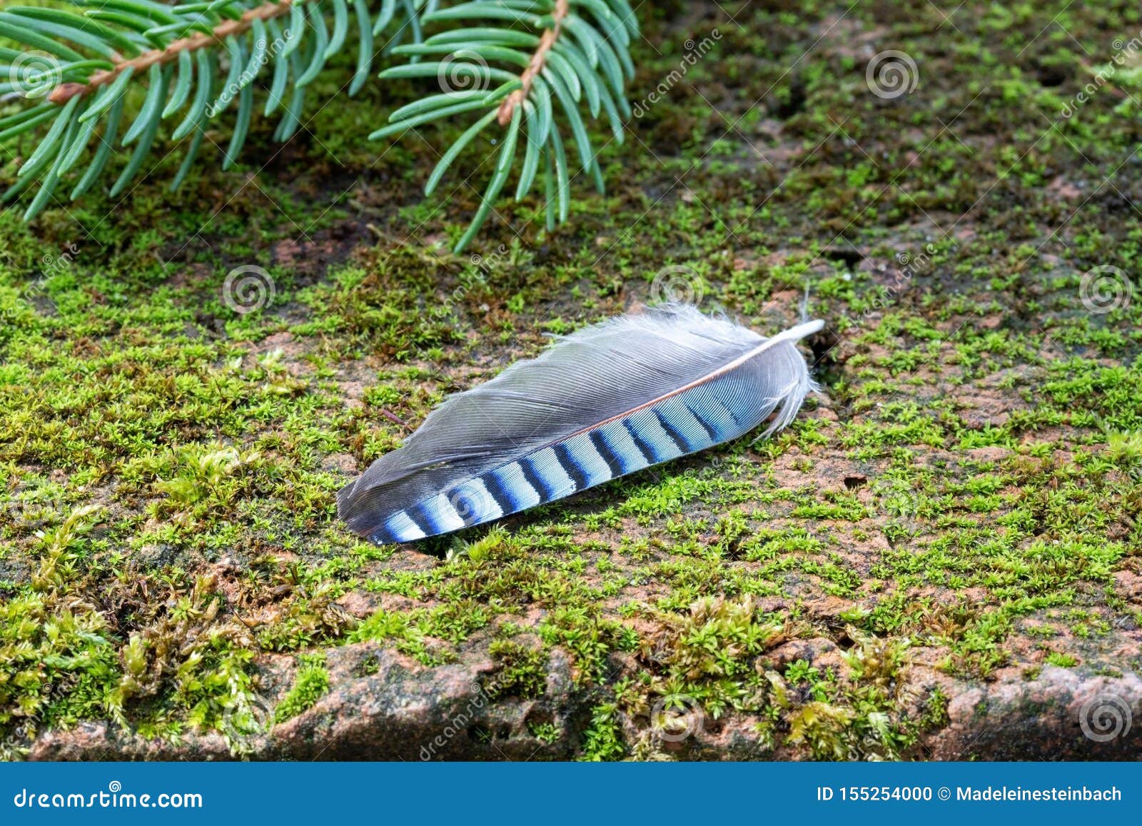Blue Jay Feather - Symbol of Good Luck Stock Photo - Image of animal ...