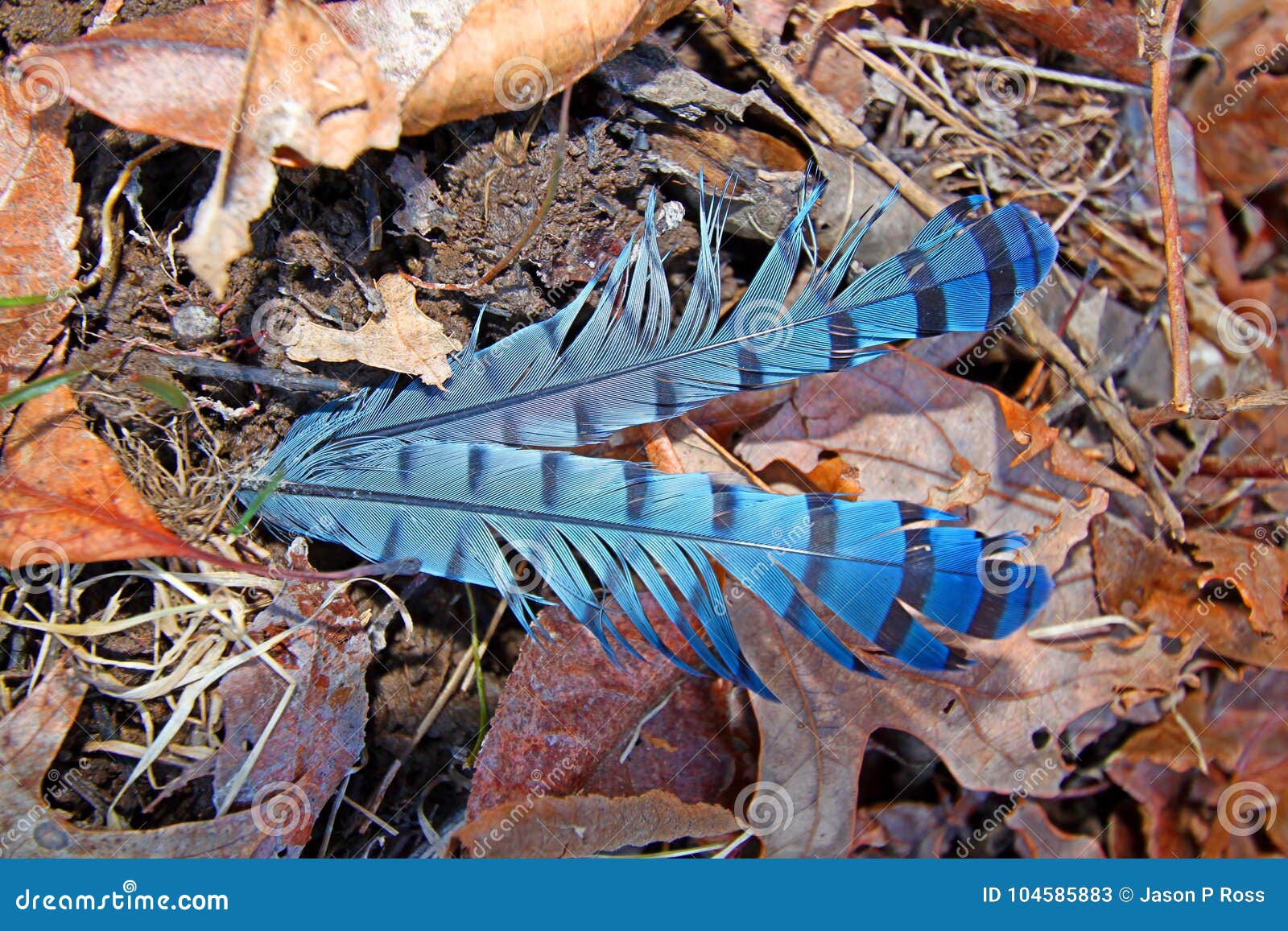 Blue jay feathers stock image. Image of blue, wildlife - 104585883