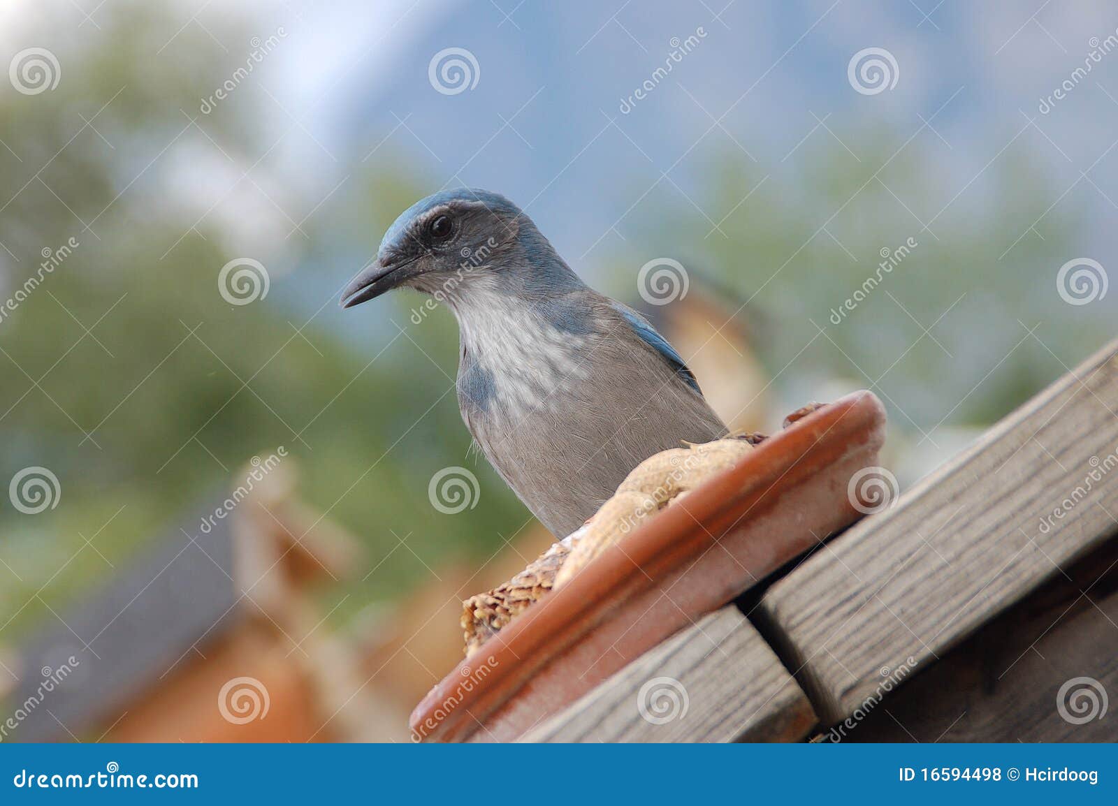 Woodhouse Scrub Jay at Feeder Stock Photo - Image of peanut, feathered ...