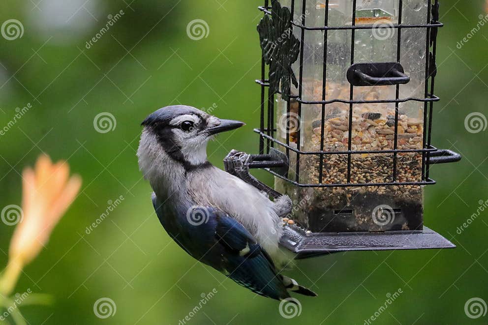 Blue Jay Feeding from a Bird Feeder Outdoors Stock Image - Image of ...