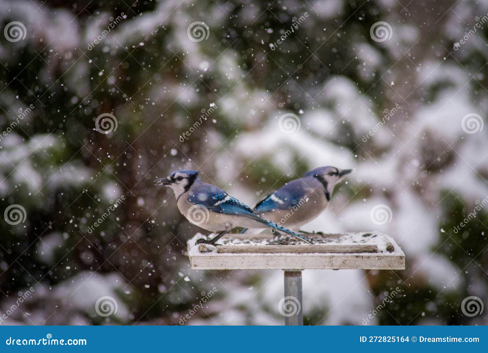 Blue Jay Feeding in Winter Snow Stock Photo - Image of animal, nature ...