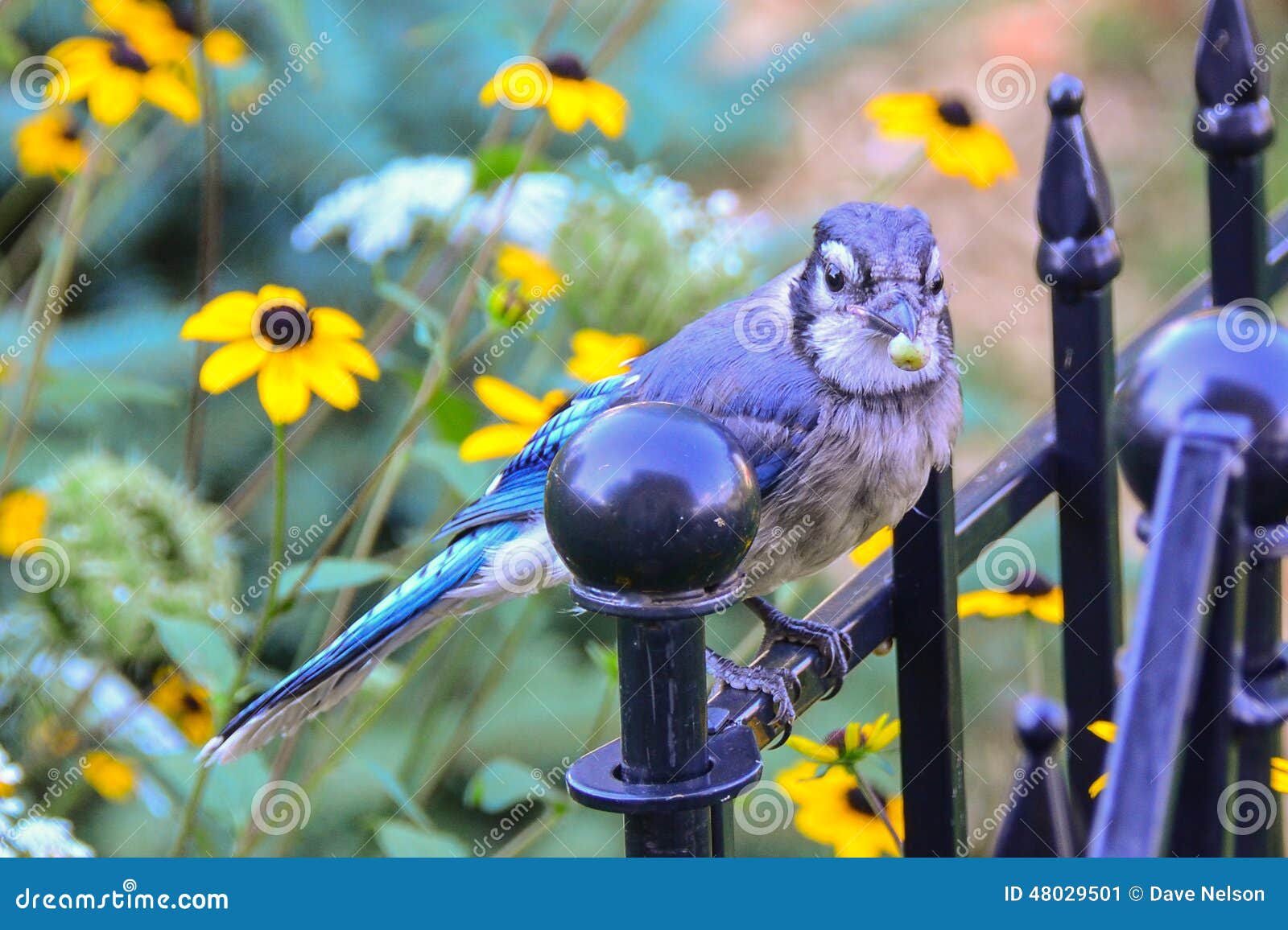 Blue Jay stock image. Image of fruit, blue, garden, bird - 48029501