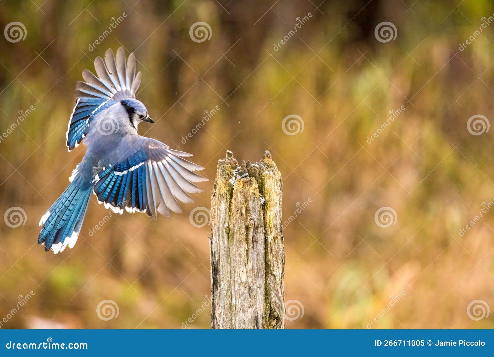 Blue jay in flight stock image. Image of finch, flower - 266711005