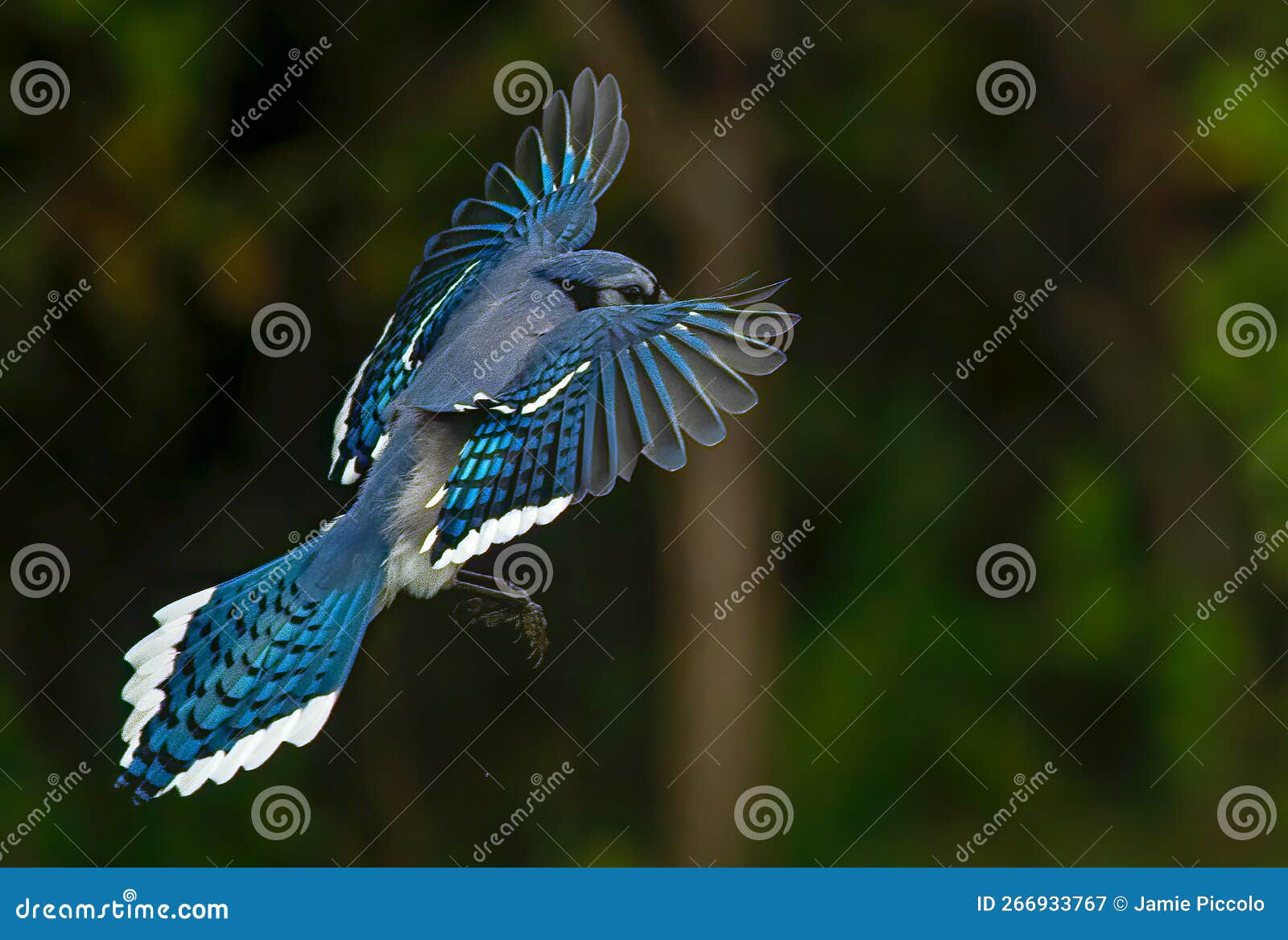 Blue jay in flight stock image. Image of beak, blue - 266933767
