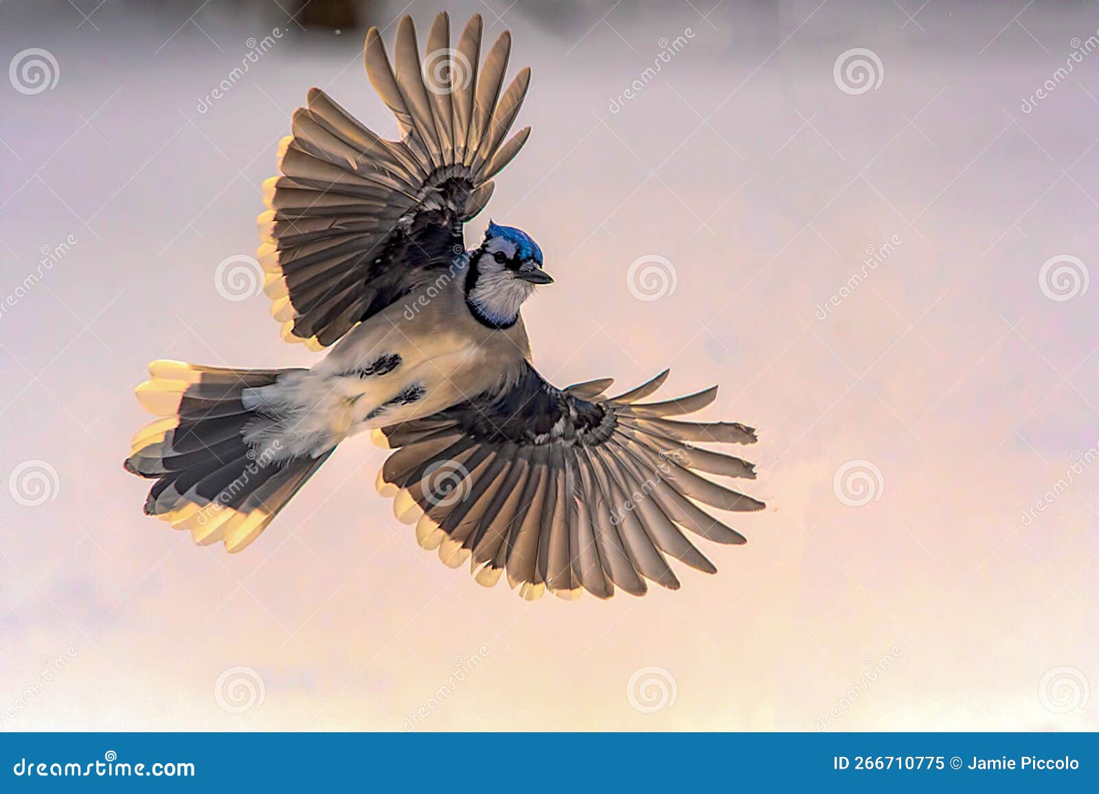 Blue jay in flight stock image. Image of beak, eagle - 266710775