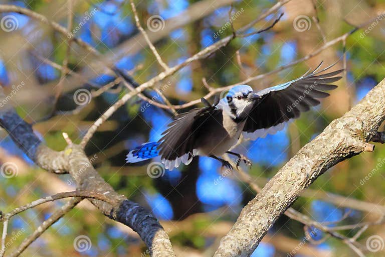 Blue Jay in Flight among Branches. Stock Image - Image of wildlife ...
