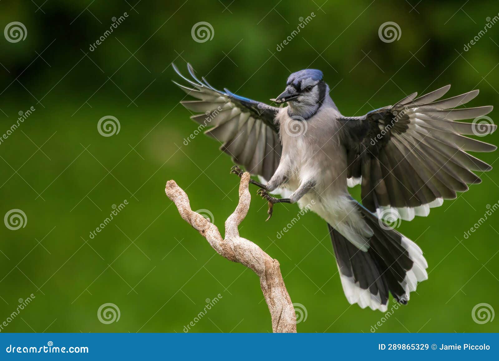 Blue Jay in Flight Onto a Branch Stock Image - Image of bird, wildlife ...