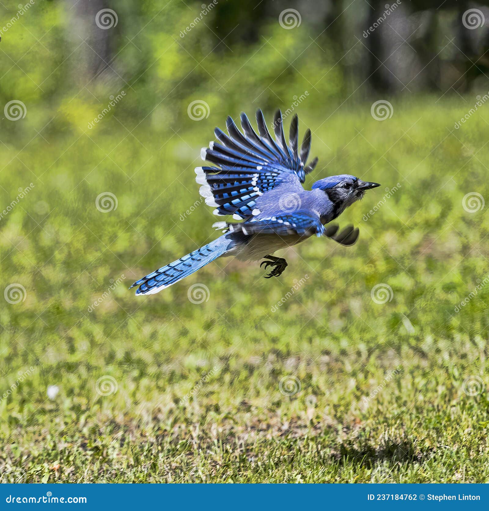 Blue Jay in Flight stock photo. Image of taking, alberta - 237184762