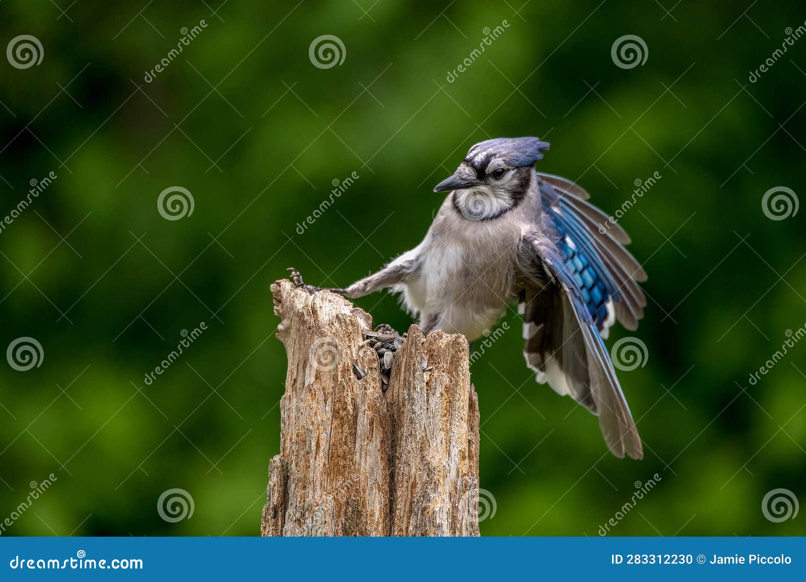 Blue Jay after Flight with Wings Spread Stock Photo - Image of spread ...