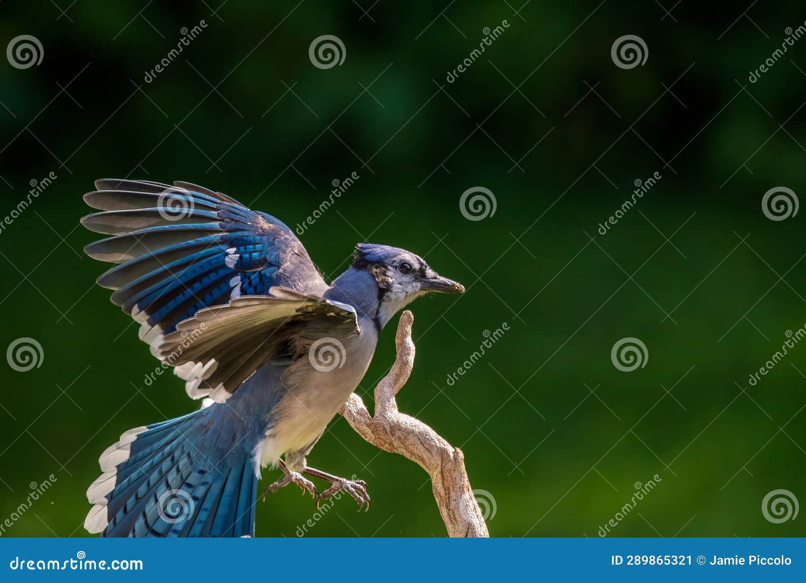 Blue Jay Flying Off a Branch Stock Image - Image of yellow, finch ...