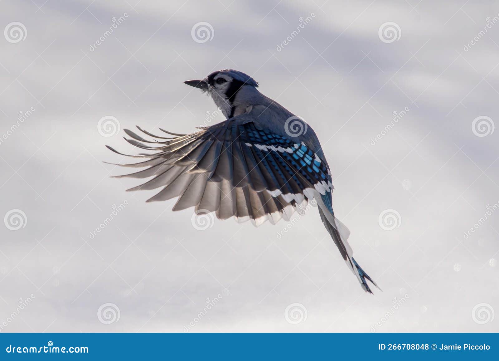 Blue Jay Flying Up from Off the Ground Stock Photo - Image of ground ...