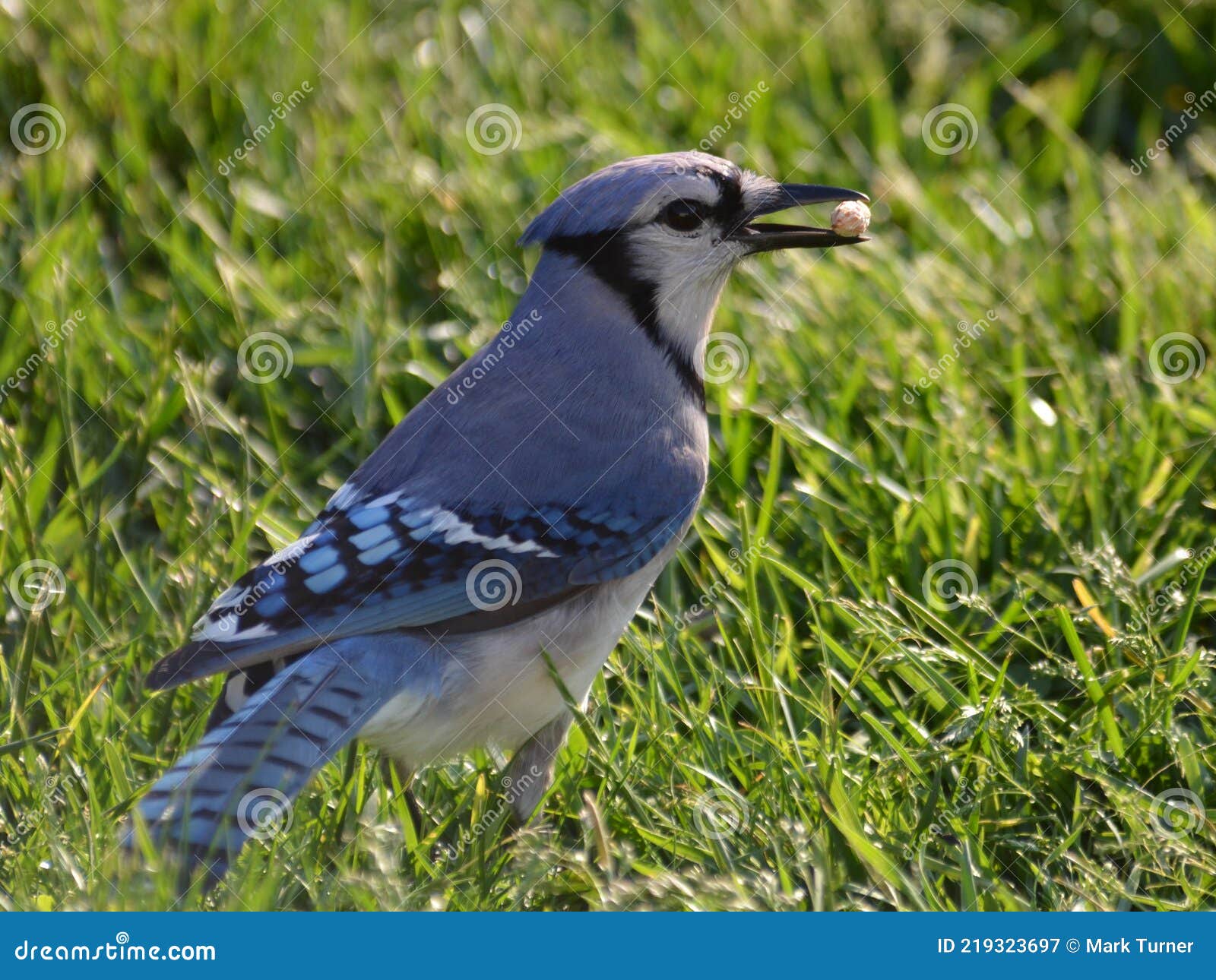 Blue Jay Food Mouth Stock Photos - Free & Royalty-Free Stock Photos ...