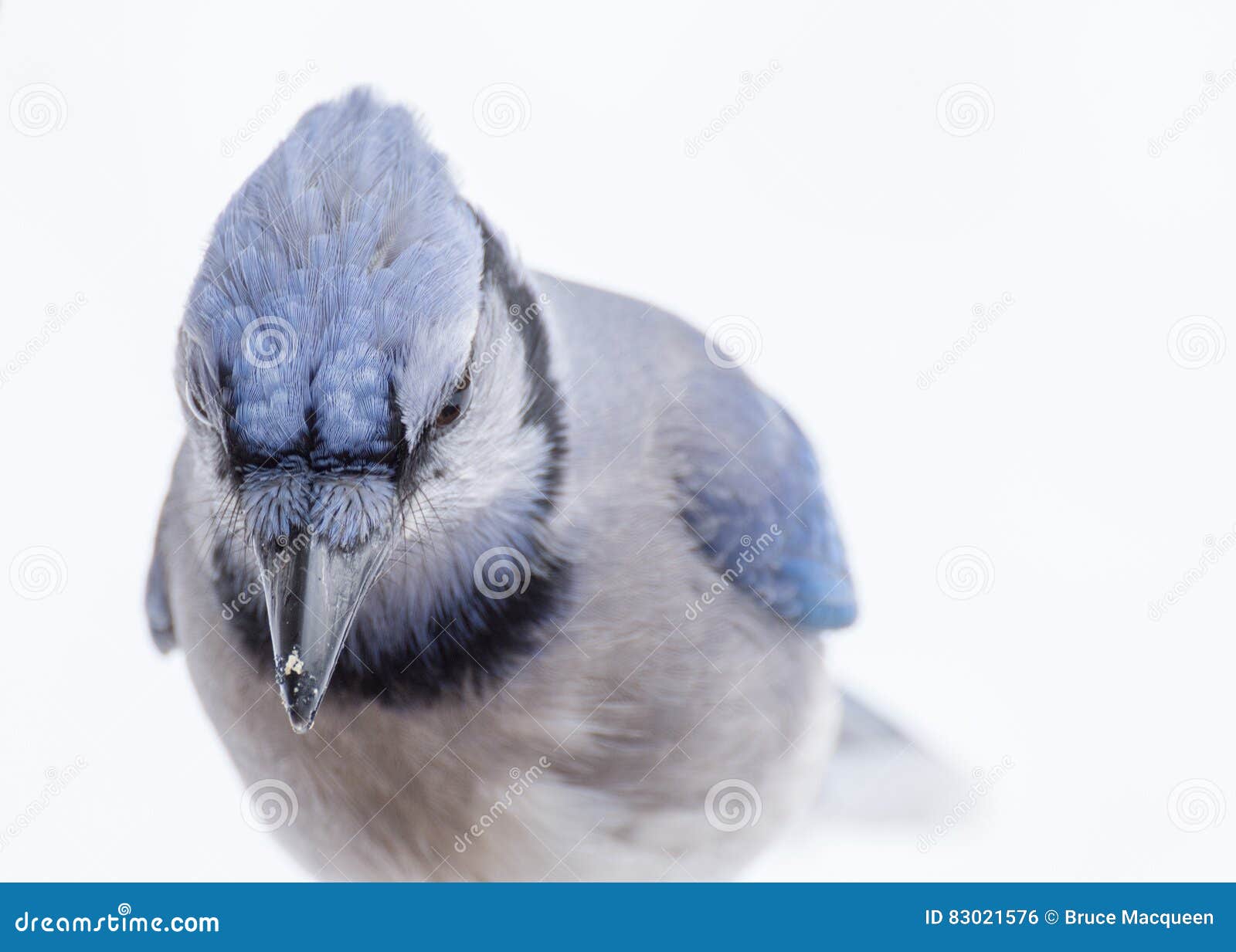 Blue Jay Head Shot stock photo. Image of passerine, avian - 83021576
