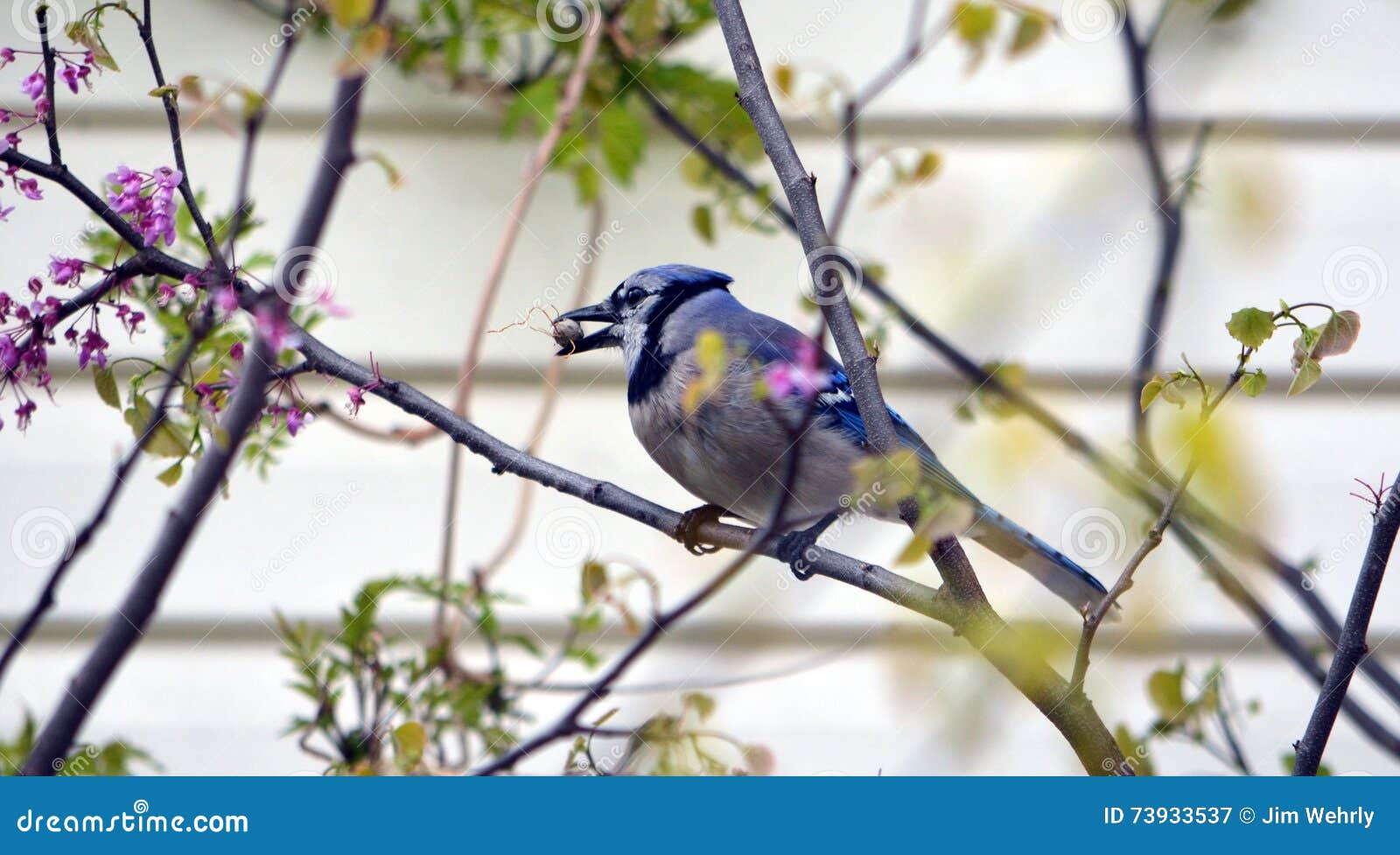 Blue Jay Holding a berry stock image. Image of flowers - 73933537