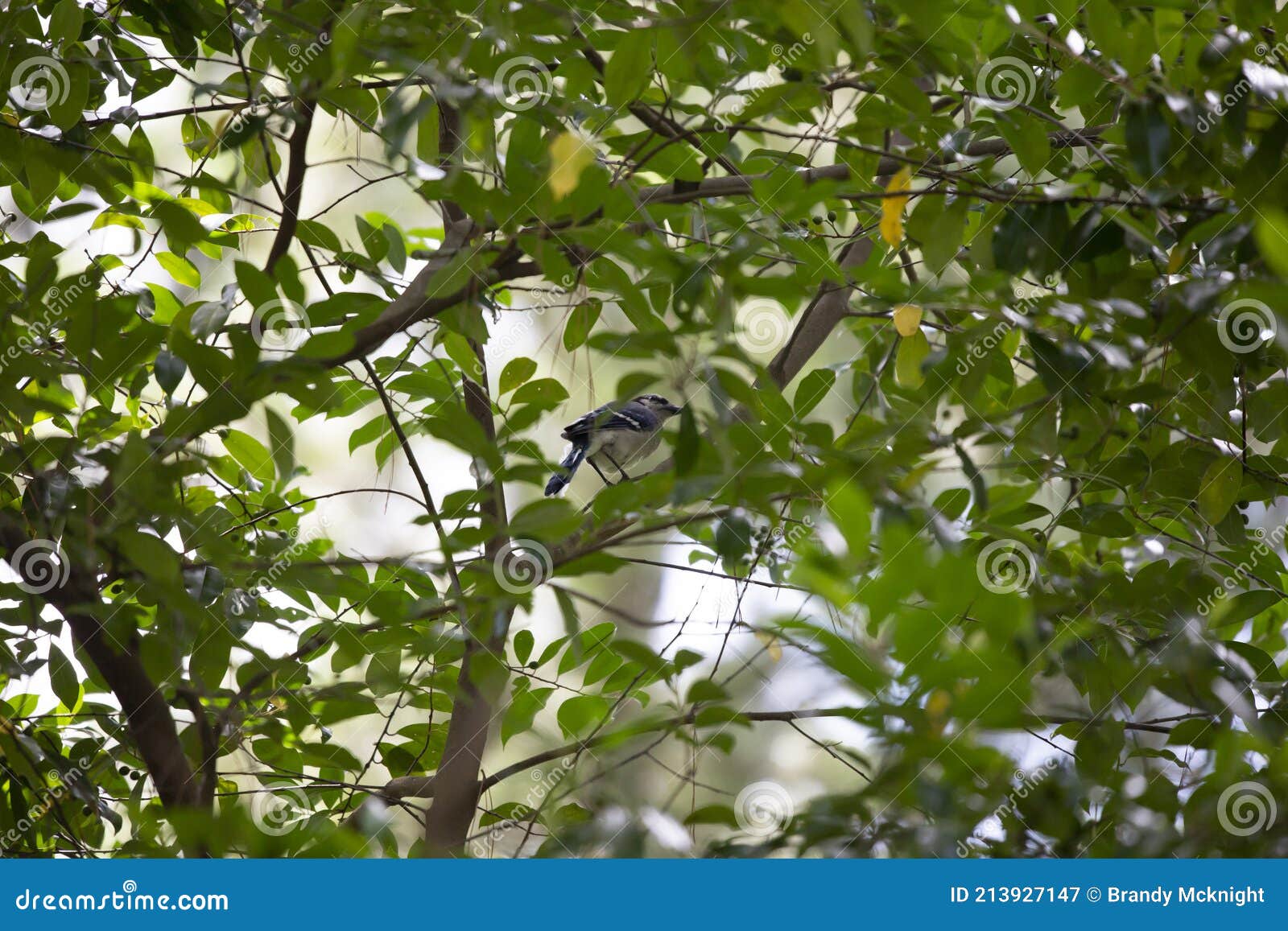 Blue Jay Hunting stock image. Image of horizontal, limb - 213927147