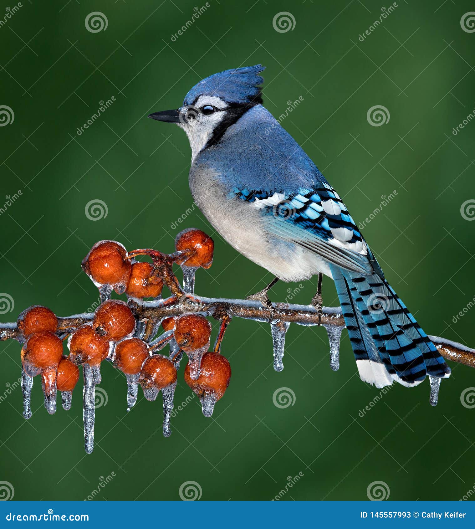 Blue Jay on icy branch stock image. Image of perching - 145557993