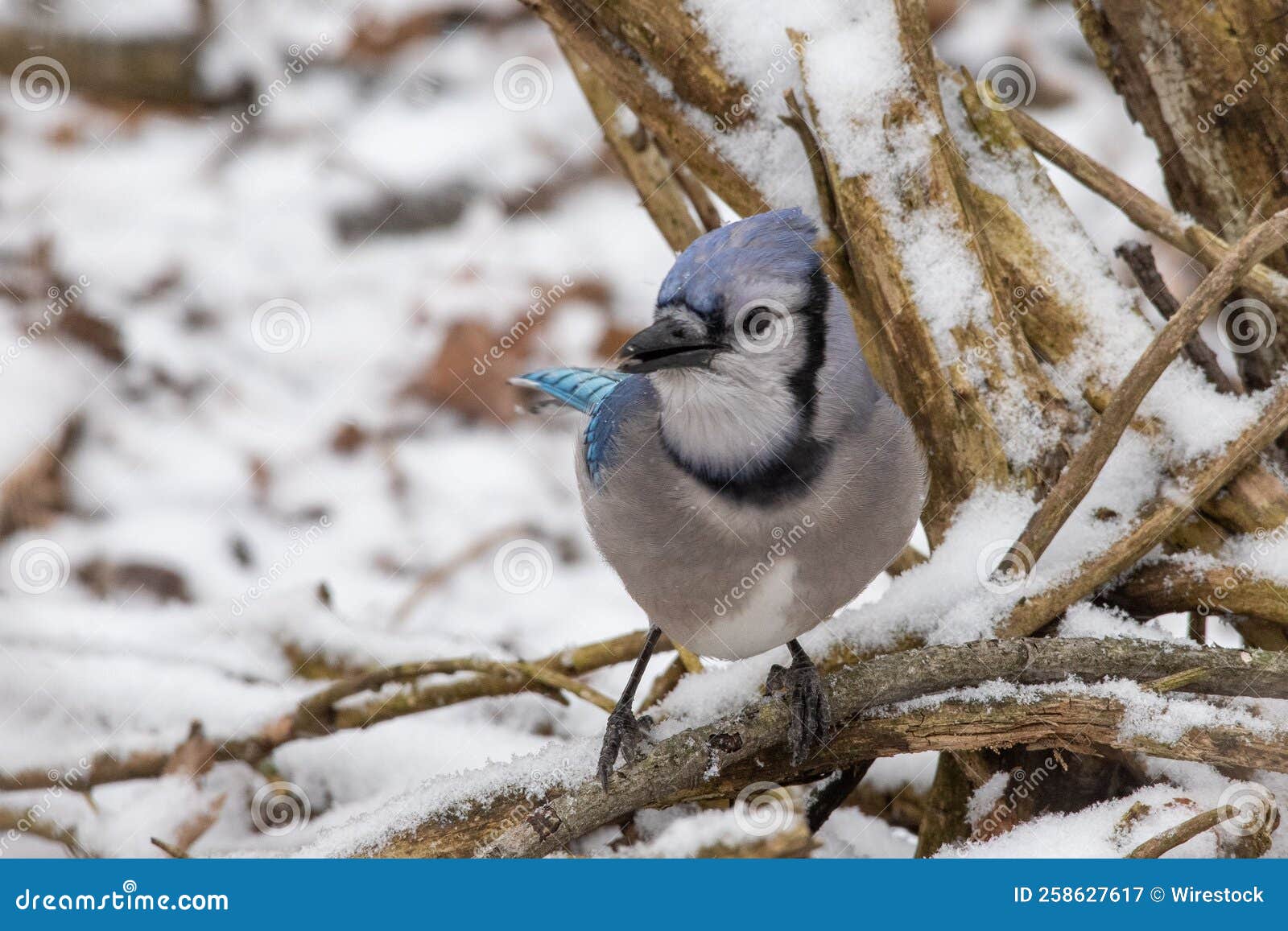Blue Jay in Its Natural Habitat Stock Image - Image of bird, nature ...
